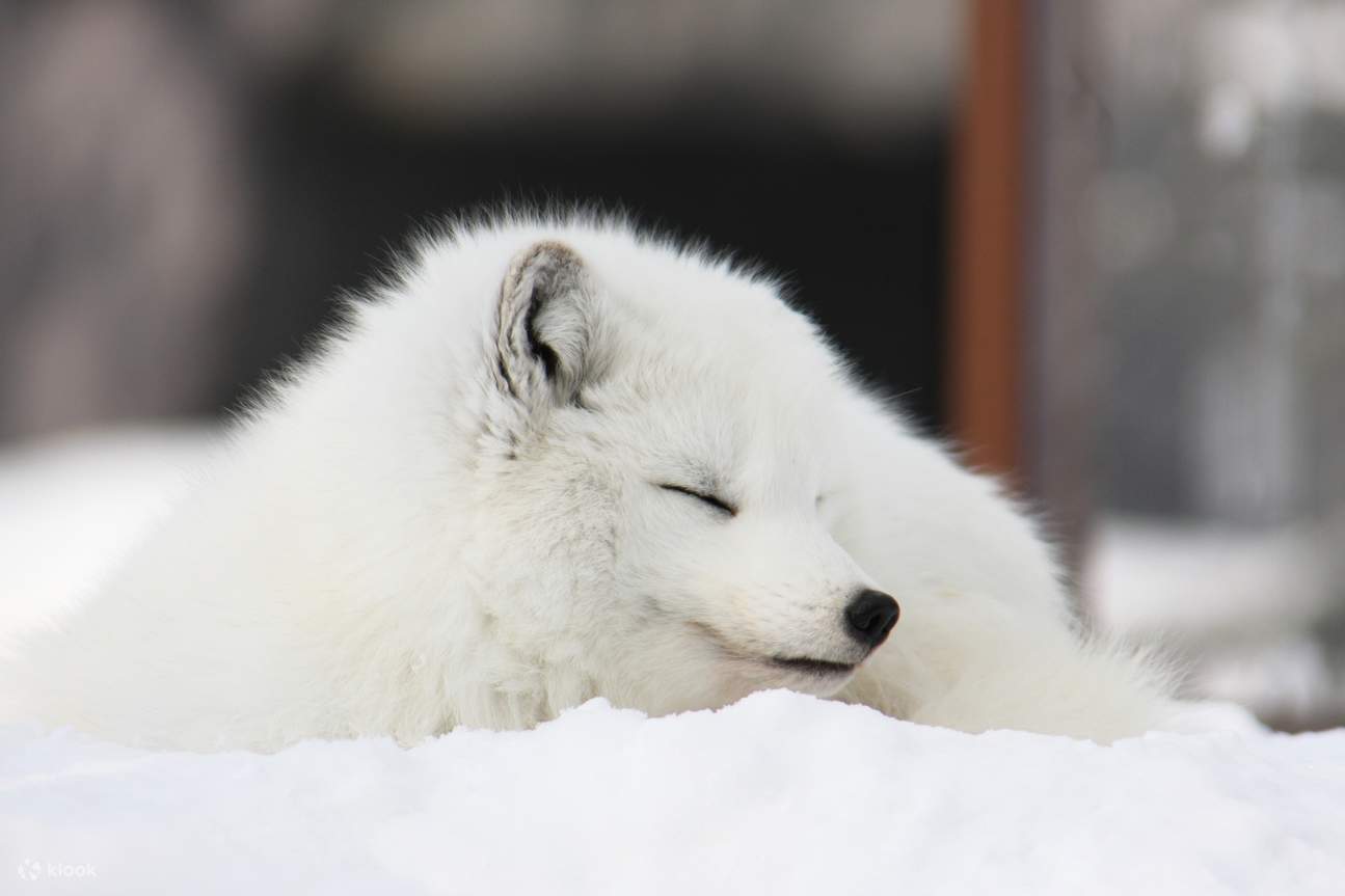 Asahiyama Zoo & Furano & Biei & Blue Pond one day tour from Sapporo ...