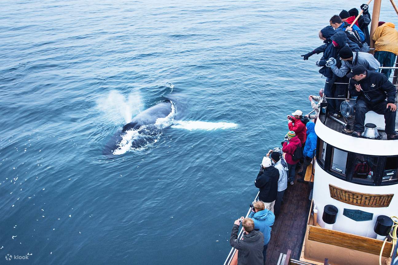 Arskogssandur Whale-Watching Boat Tour - Klook