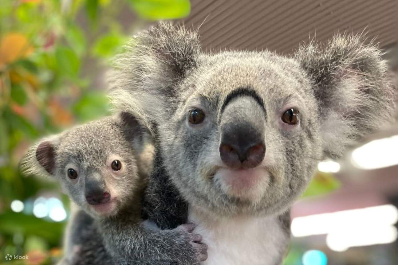 Cairns Koalas & Creatures Admission - Klook United Kingdom
