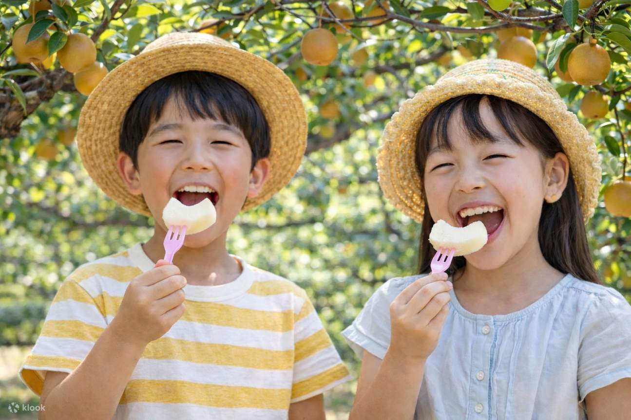 Tottori Sand Dunes & Sand Museum & All-You-Can-Eat Pear Picking ...