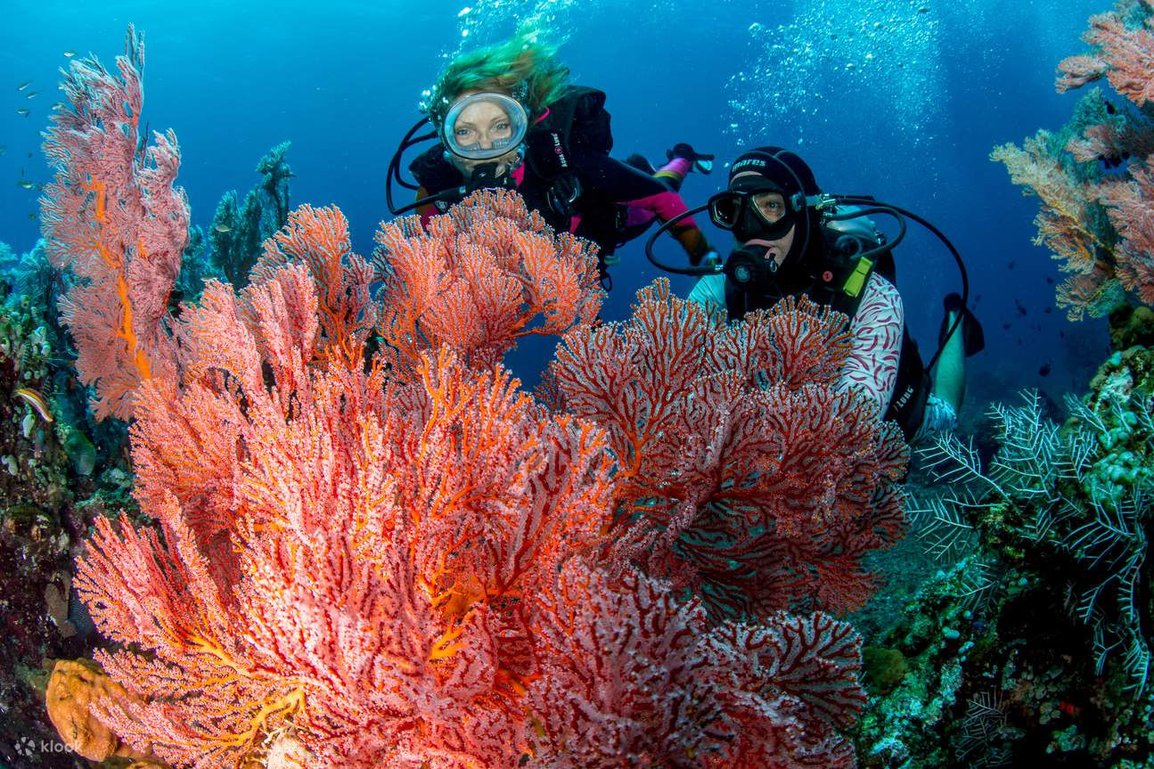 Explore Menjangan Island in Bali with 2 Boat Dives at PADI 5 Star Dive ...