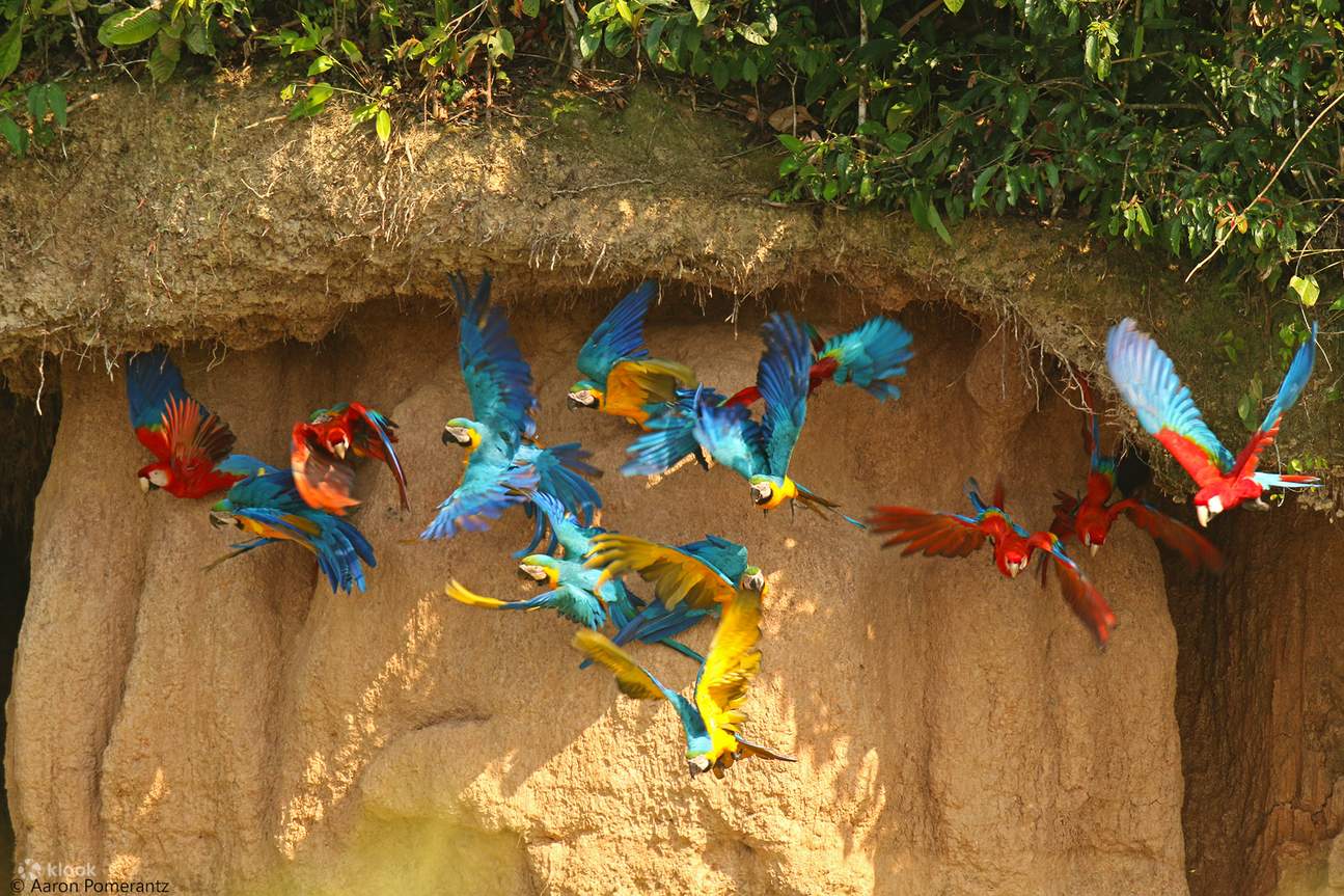Immerse Yourself in Nature: 6-Day Tambopata Macaw Clay Lick Adventure ...