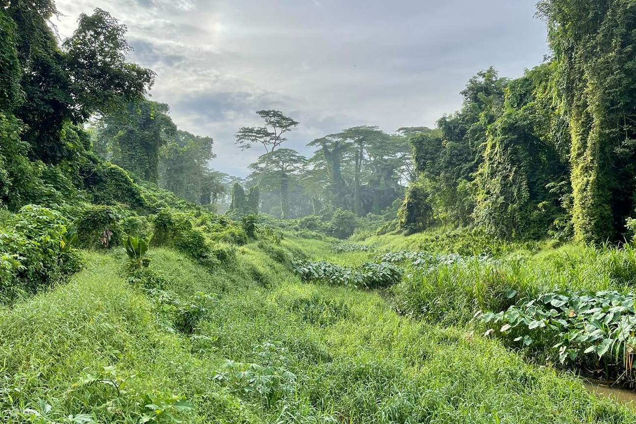 Singapore Clementi Forest or Kranji Forest Half Day Hiking Tour - Klook