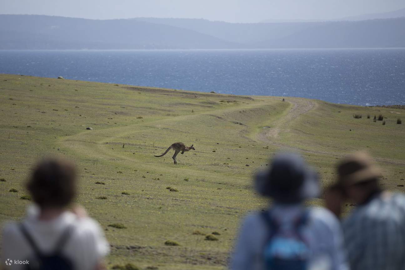 Pulau Maria Menyoroti Tur Sehari Aktif - Klook Indonesia