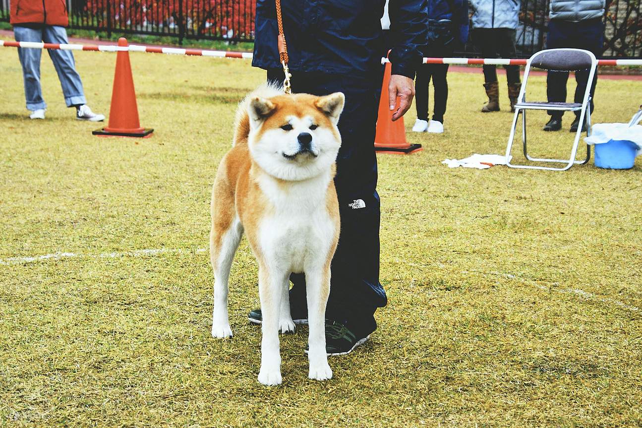 Unleash Adventure: Explore with Akita Dogs | Premier Tours at Akita ...