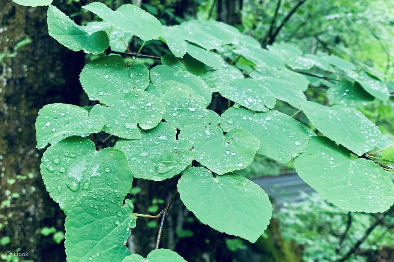 Towada City, Oirase Gorge Half Day Walking Tour - Klook