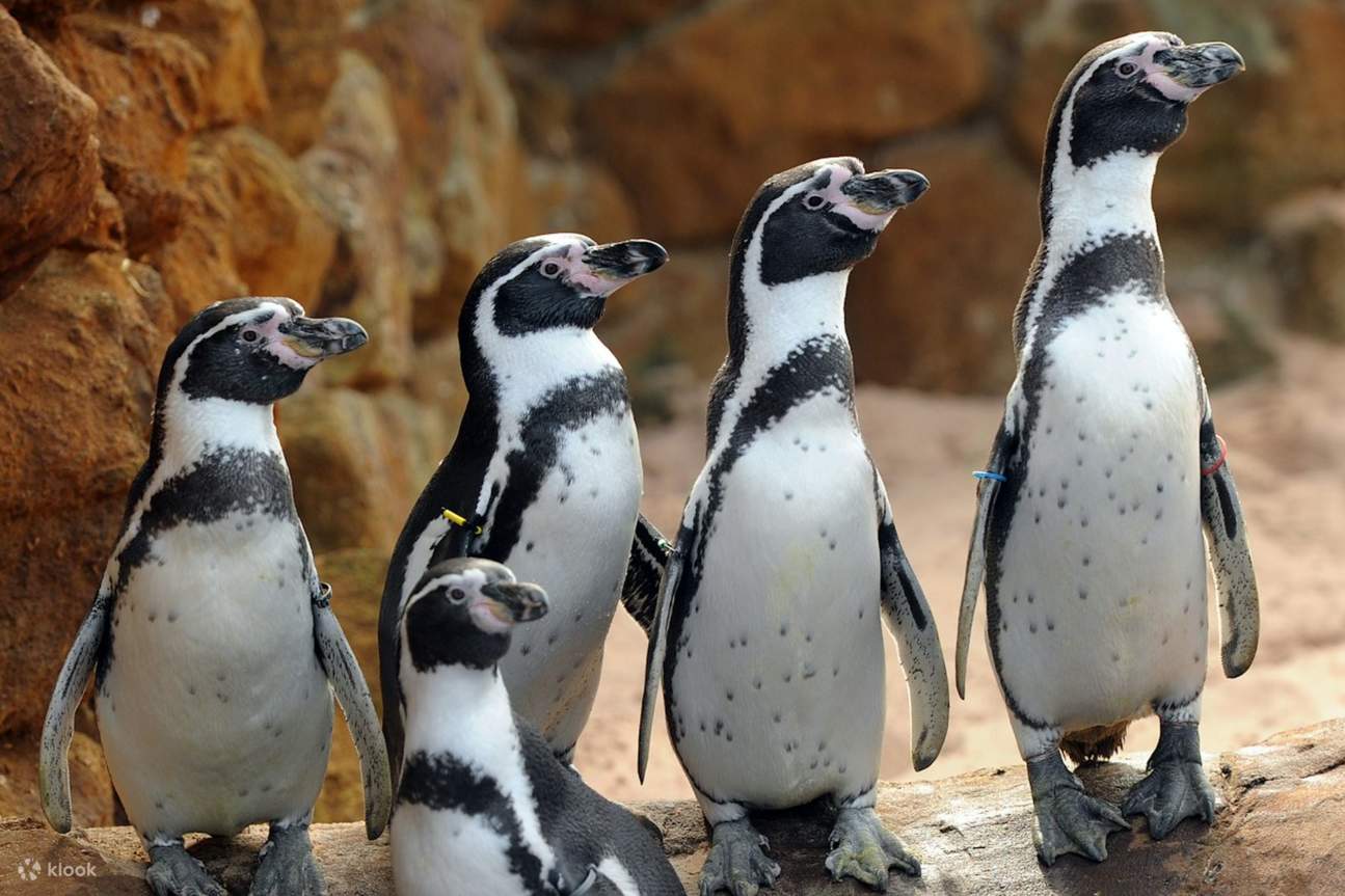 SEA LIFE Scheveningen in Netherlands - Klook