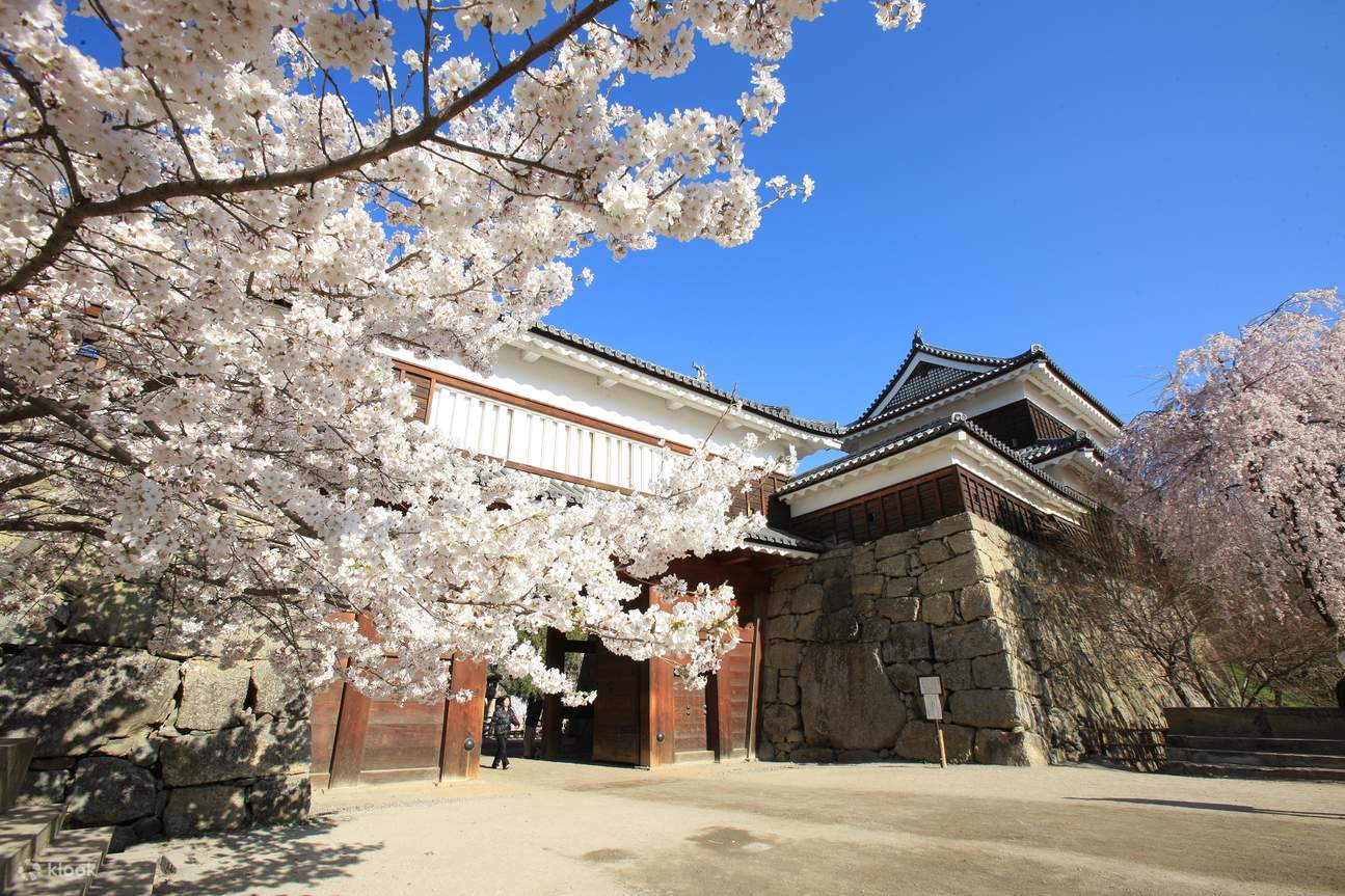 Hakuba Tsugaike Snow Wall & Shinshu's 2 Best Cherry Blossom Spots in ...