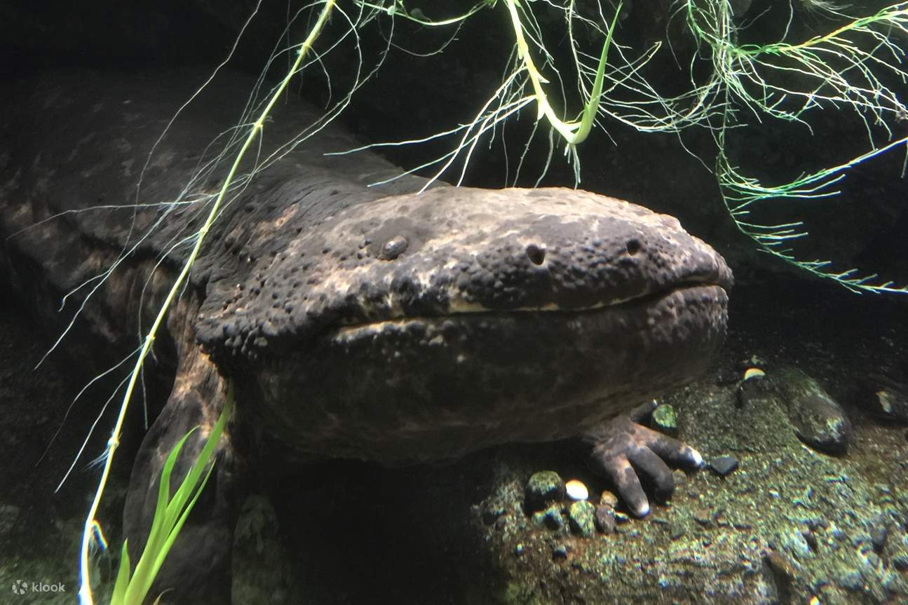 From Nagoya: Soni Highlands Eco-Adventure & Giant Salamanders - Klook ...