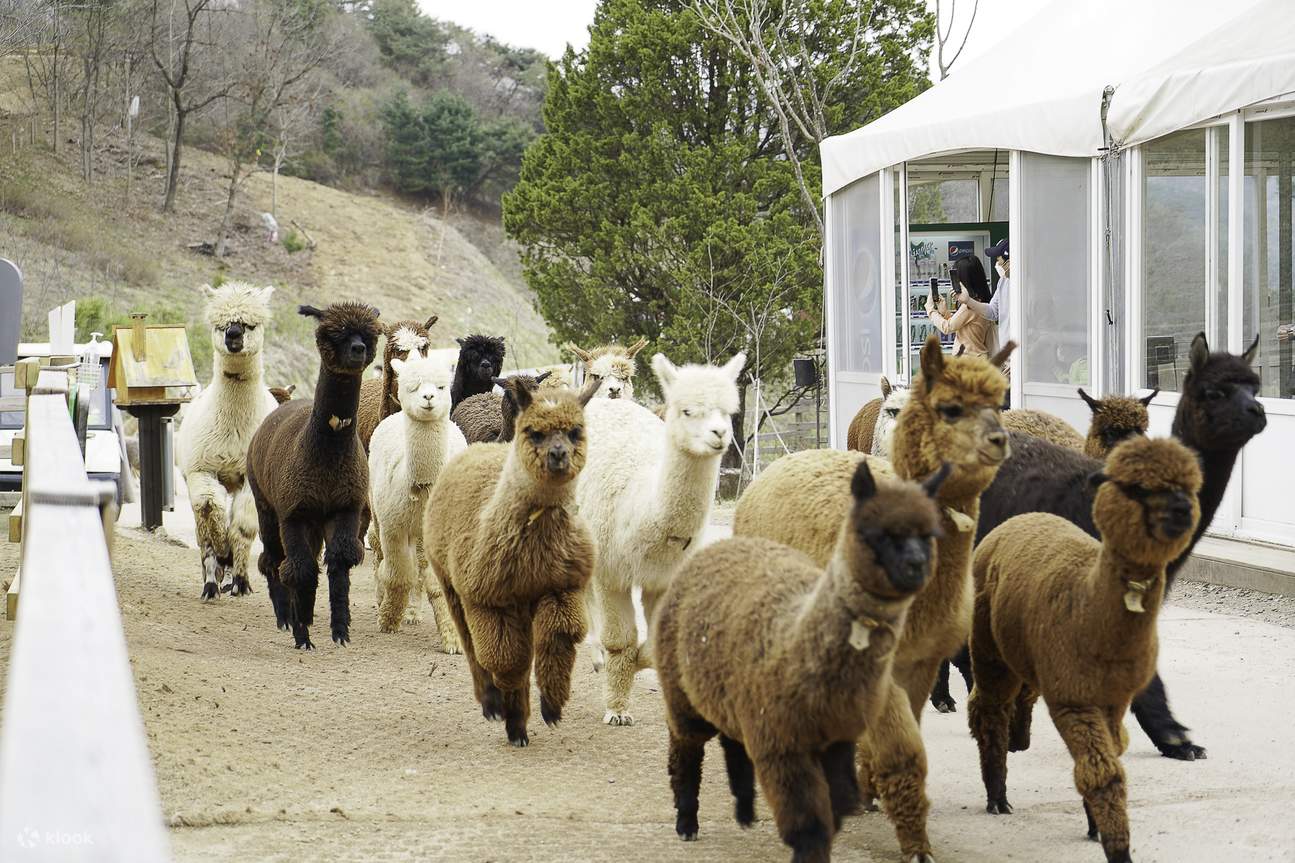 Tour giornaliero personalizzato di Alpaca World, Nami Island e Gangchon ...