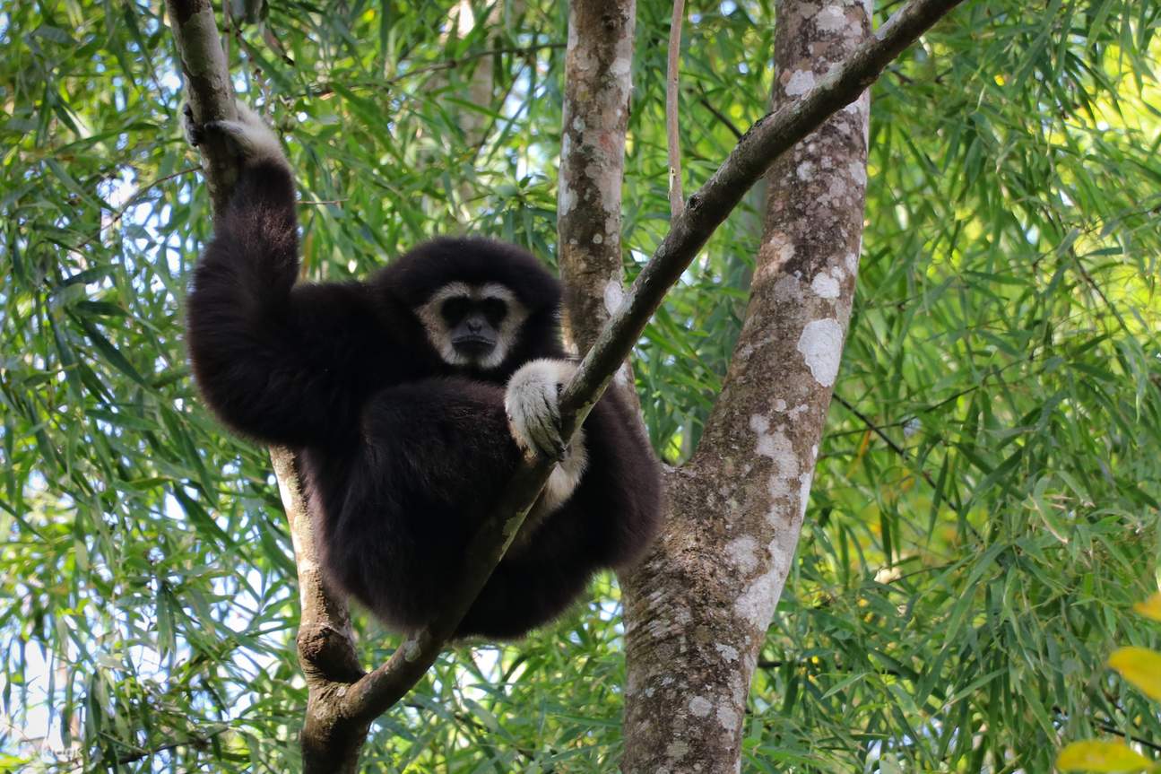 Únase a Hidden Jungle Trek para observar gibones en Mae Kampong en Chiang Mai - Klook Estados Unidos