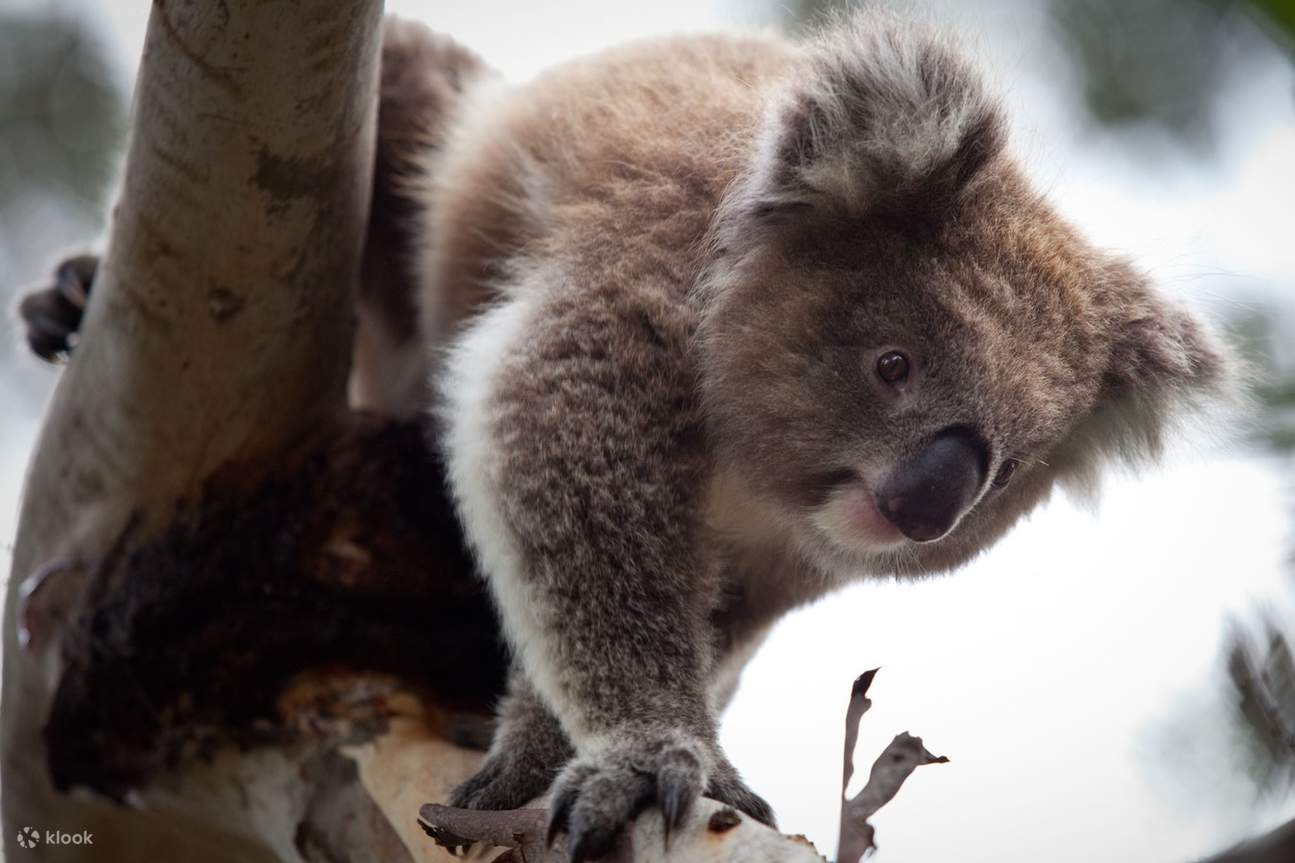 Moonlit Sanctuary and Peninsula Hot Springs Tour - Klook Canada