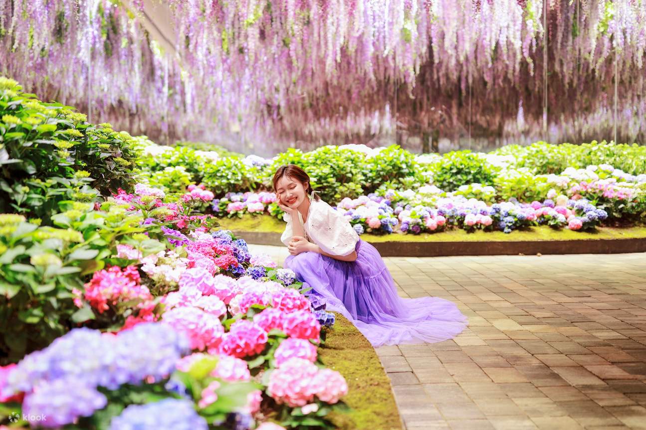 Nami Island/Alpaca World/Rail Bike/Begonia Bird Park/Cherry Blossoms - Klook