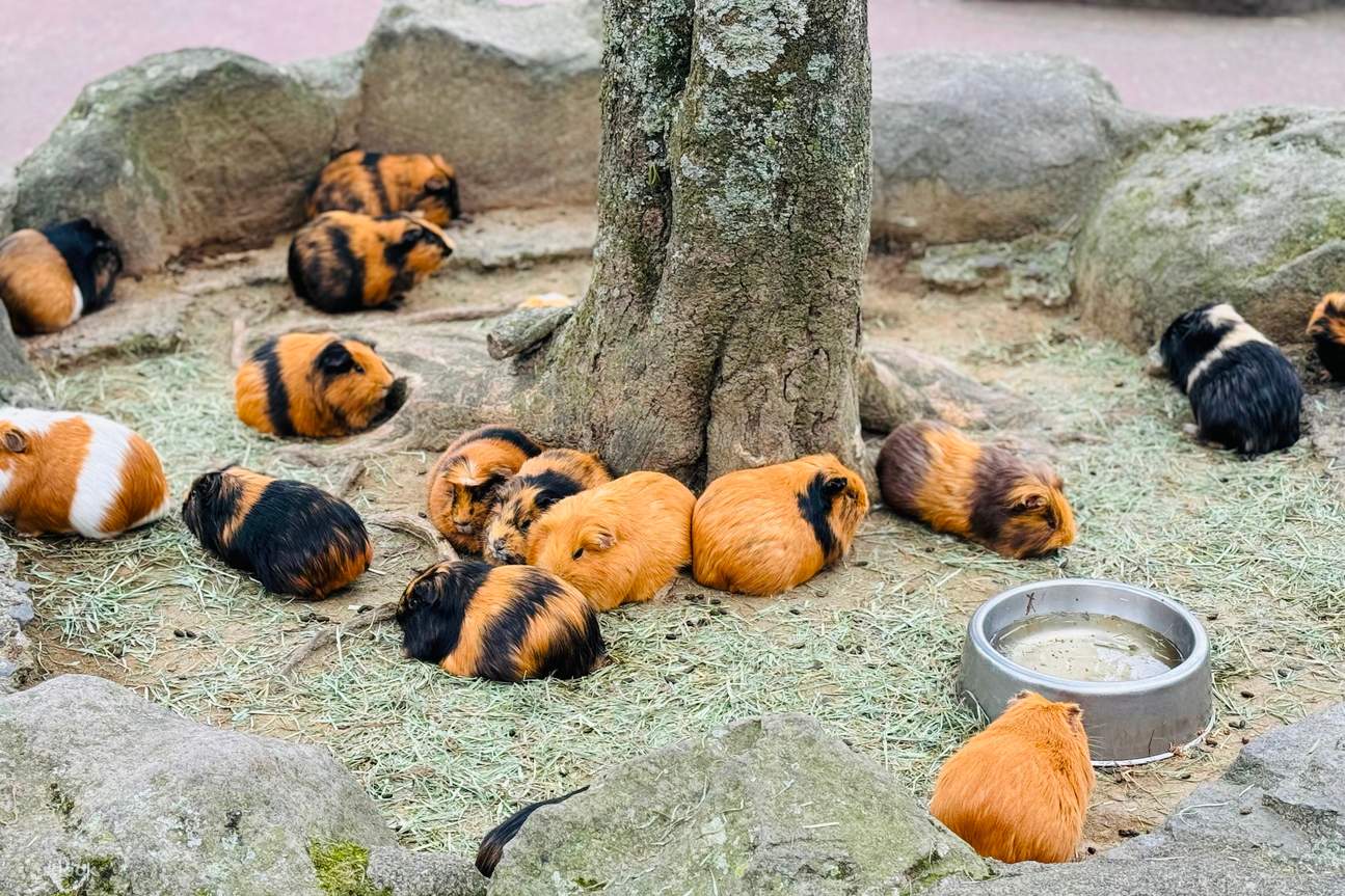 Oita｜Kyushu Natural Zoo & Yufuin Day Tour｜Depart from Fukuoka - Klook ...