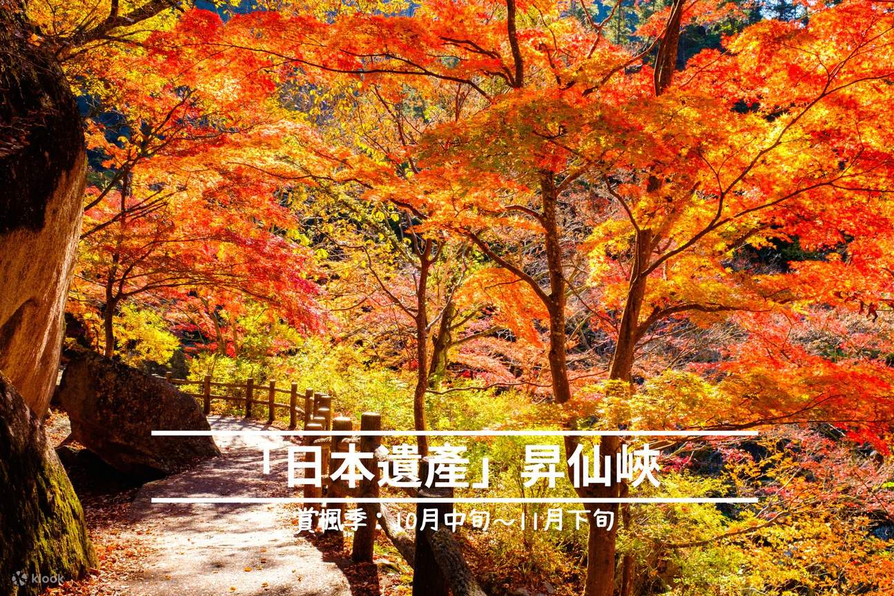 [One-day Autumn Maple Viewing Tour of Mount Fuji] Lake Kawaguchi Maple ...