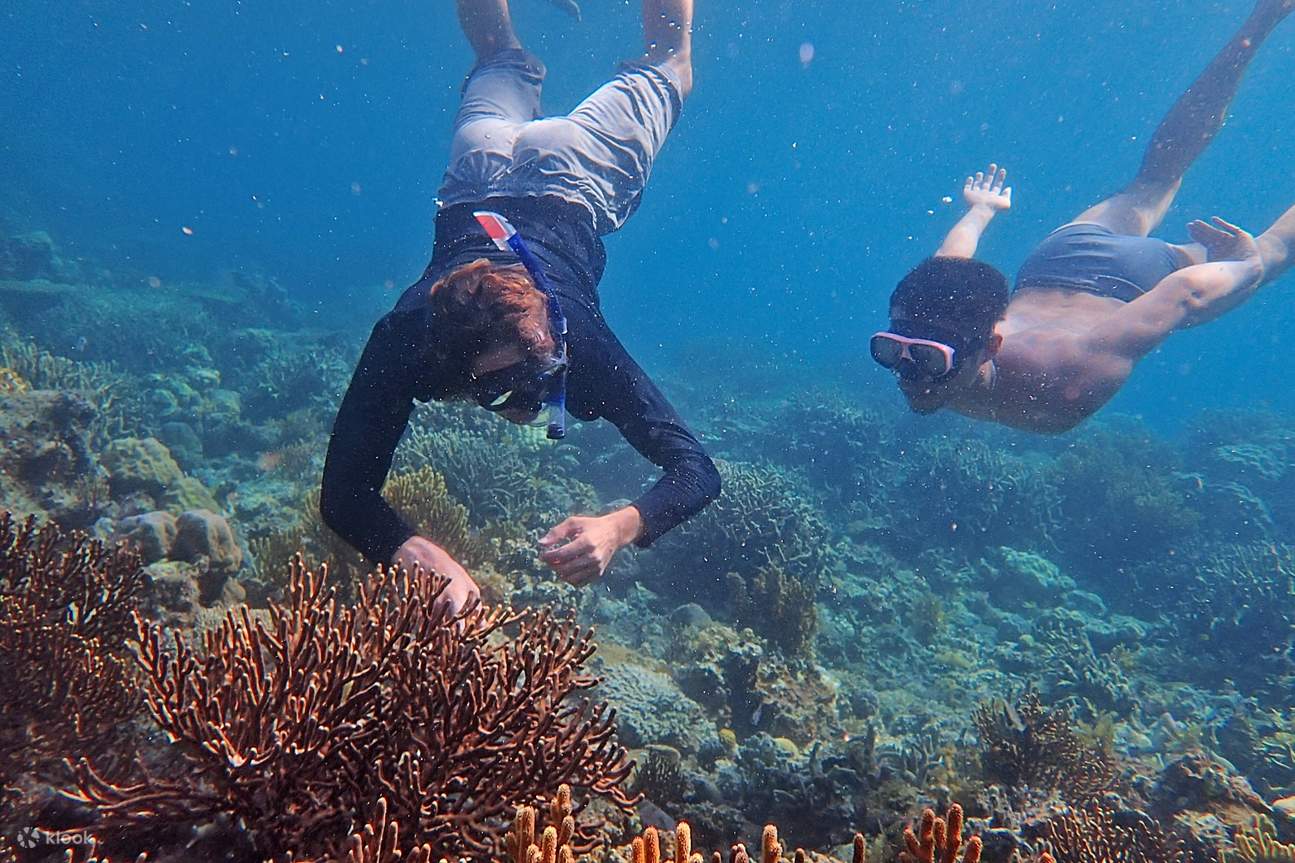 3D2N Marine Academy Expedition in Palawan - Klook