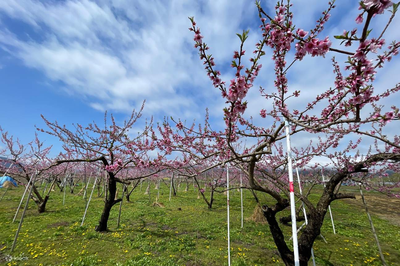 Iiyama Castle Ruin Park Cherry Blossom and Nozawa Onsen Morning Tour - Klook India