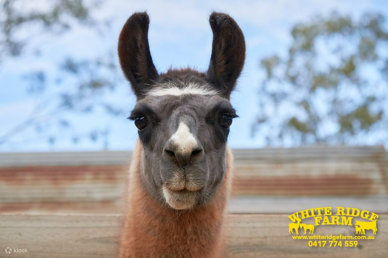 White Ridge Farm Ticket in Queensland - Klook United Kingdom