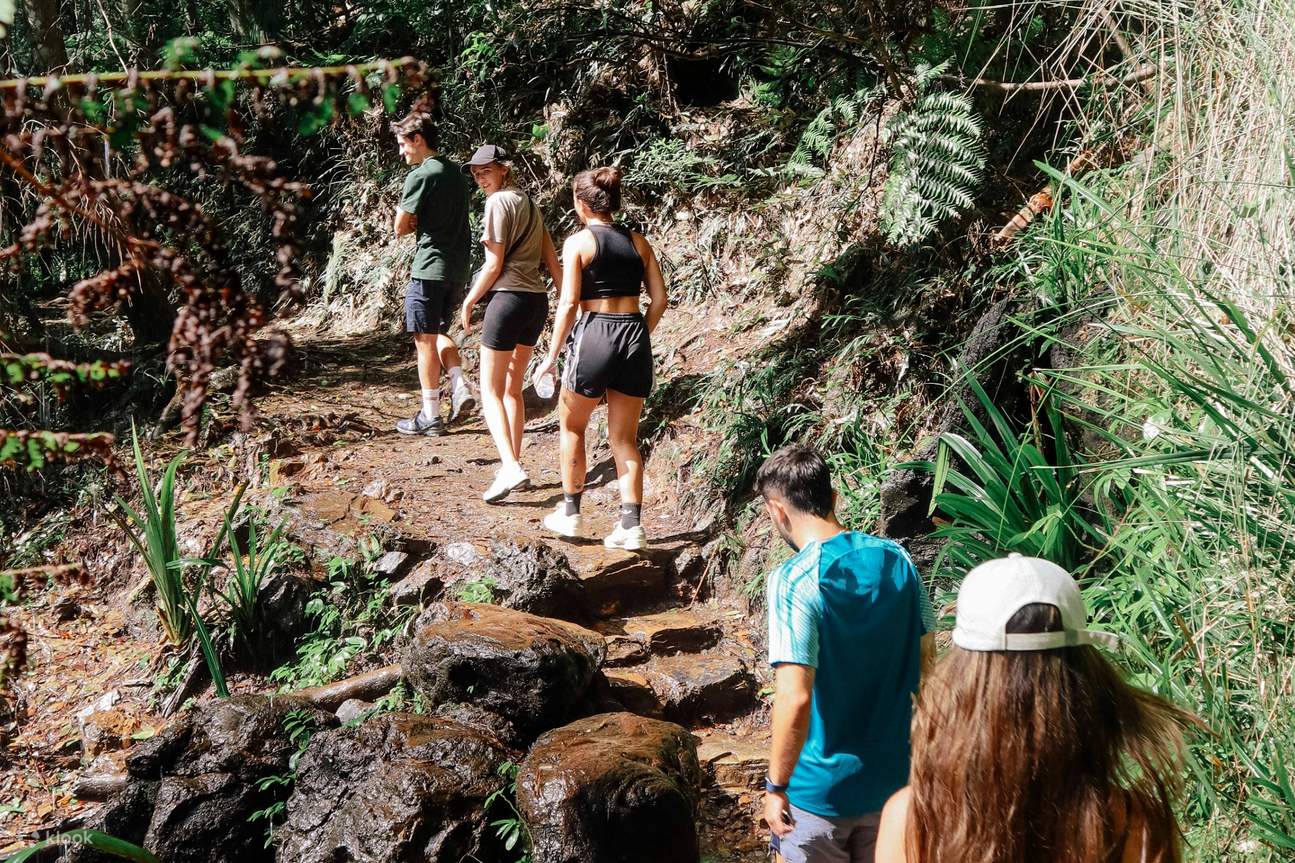 Super 7 Waterfalls and Natural Bridge Day Tour at Springbrook Nation ...