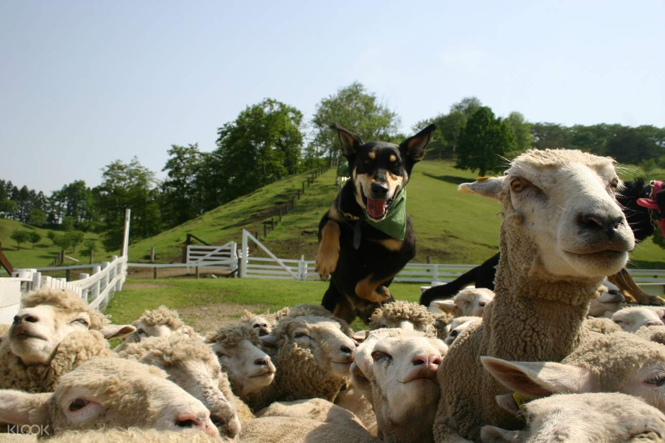 Up to 15% Off | Ikaho Green Bokujo Admission Ticket in Gunma - Klook ...