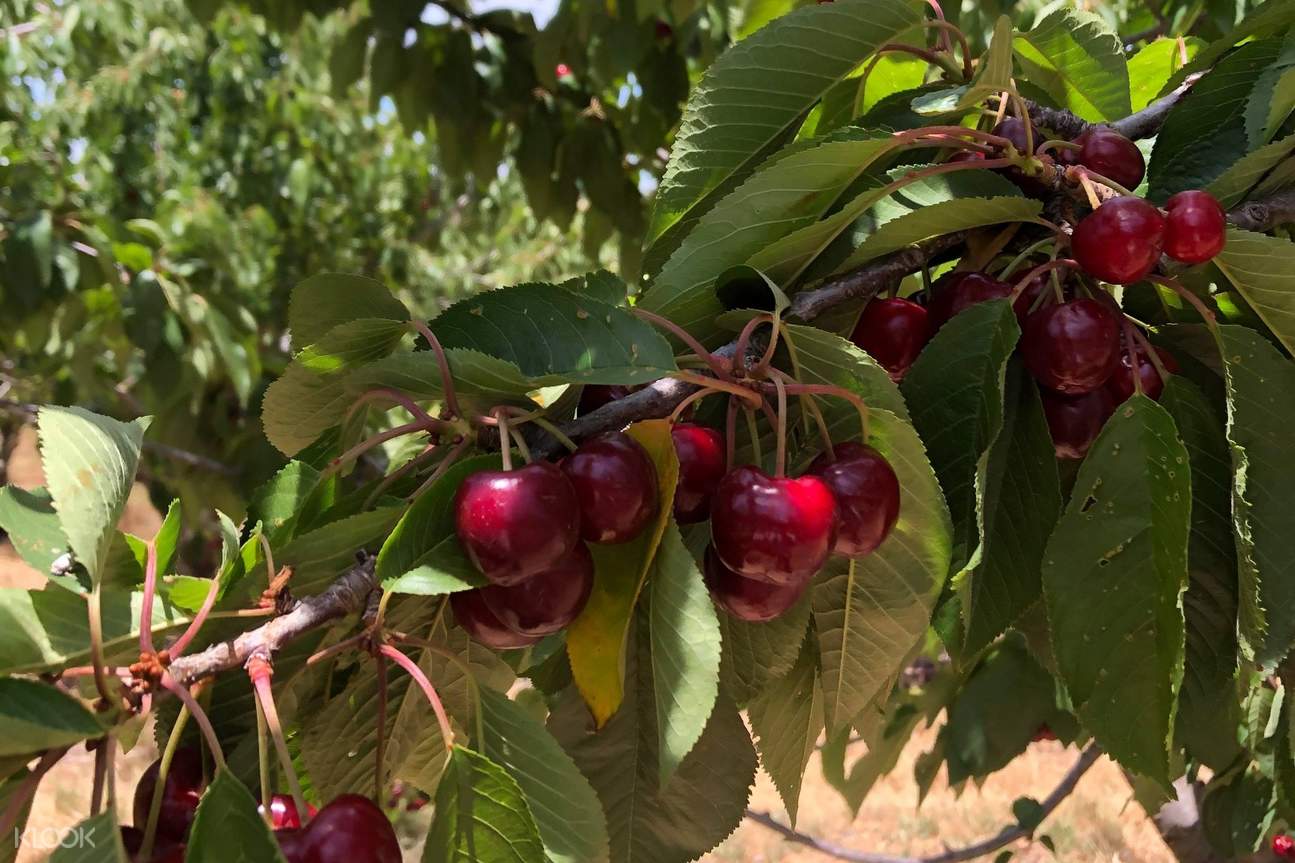 Cherry Picking Day Tour to Orange from Sydney - Klook India