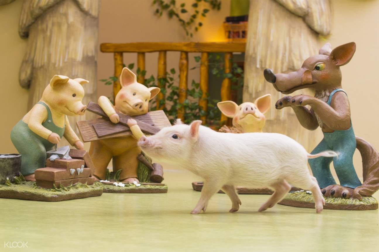 Micro Pig Cafe Experience in Harajuku