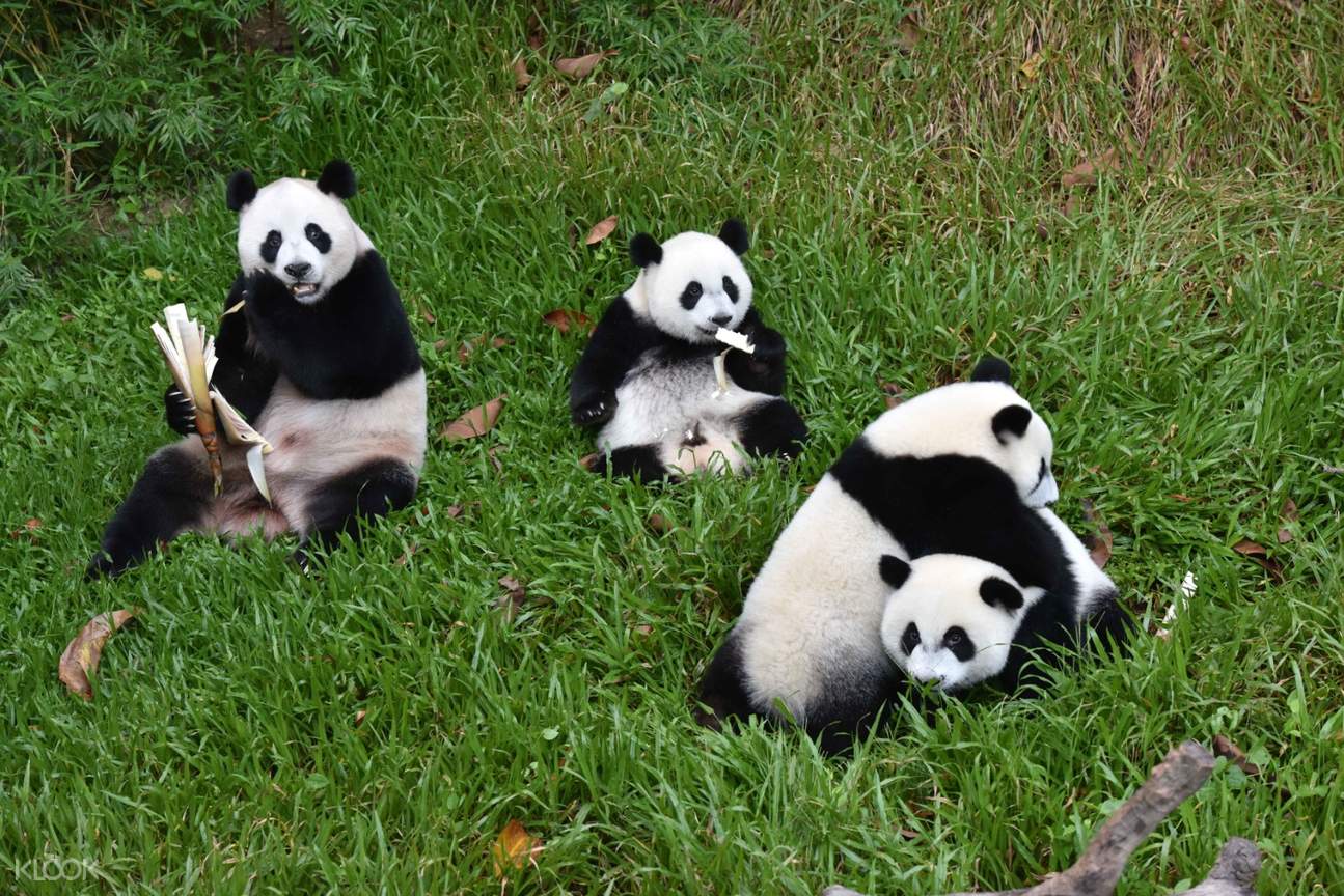 Book Chimelong Safari Park Guangzhou Tour