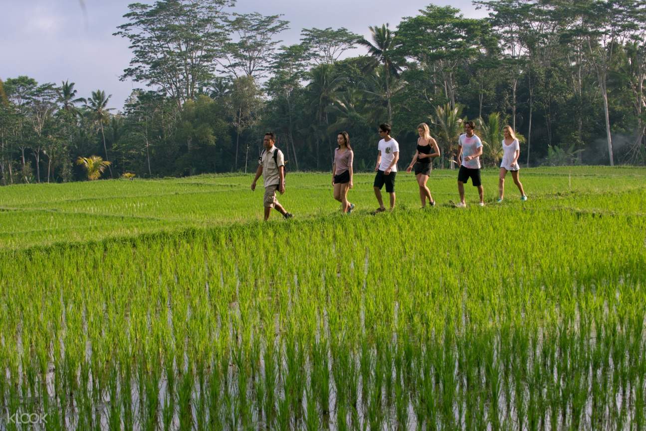 Tropical Trekking at Taro Village by Mason Adventures in Bali - Klook ...