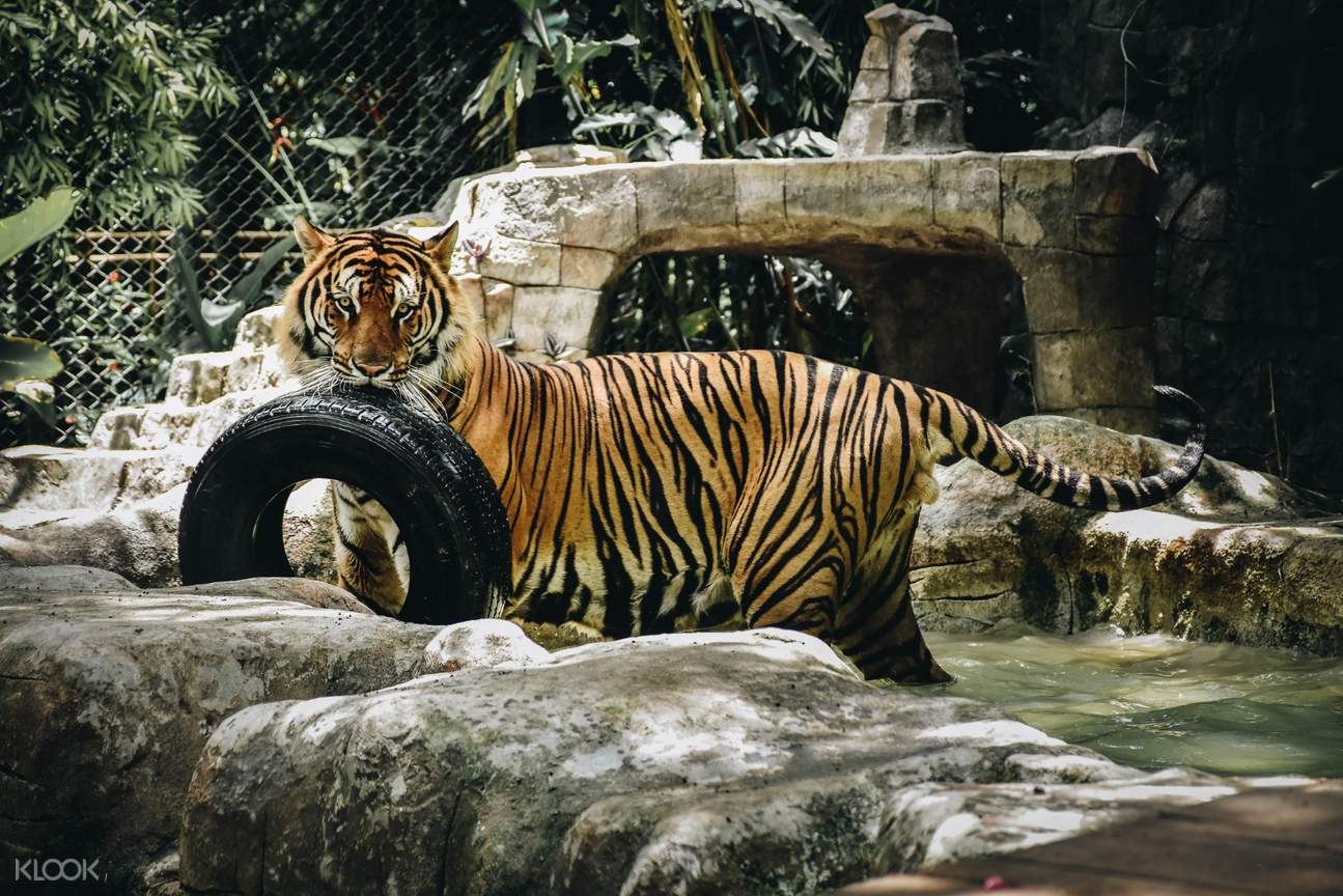 Up to 30% Off | Tiger Kingdom Ticket in Chiang Mai with Transfers ...