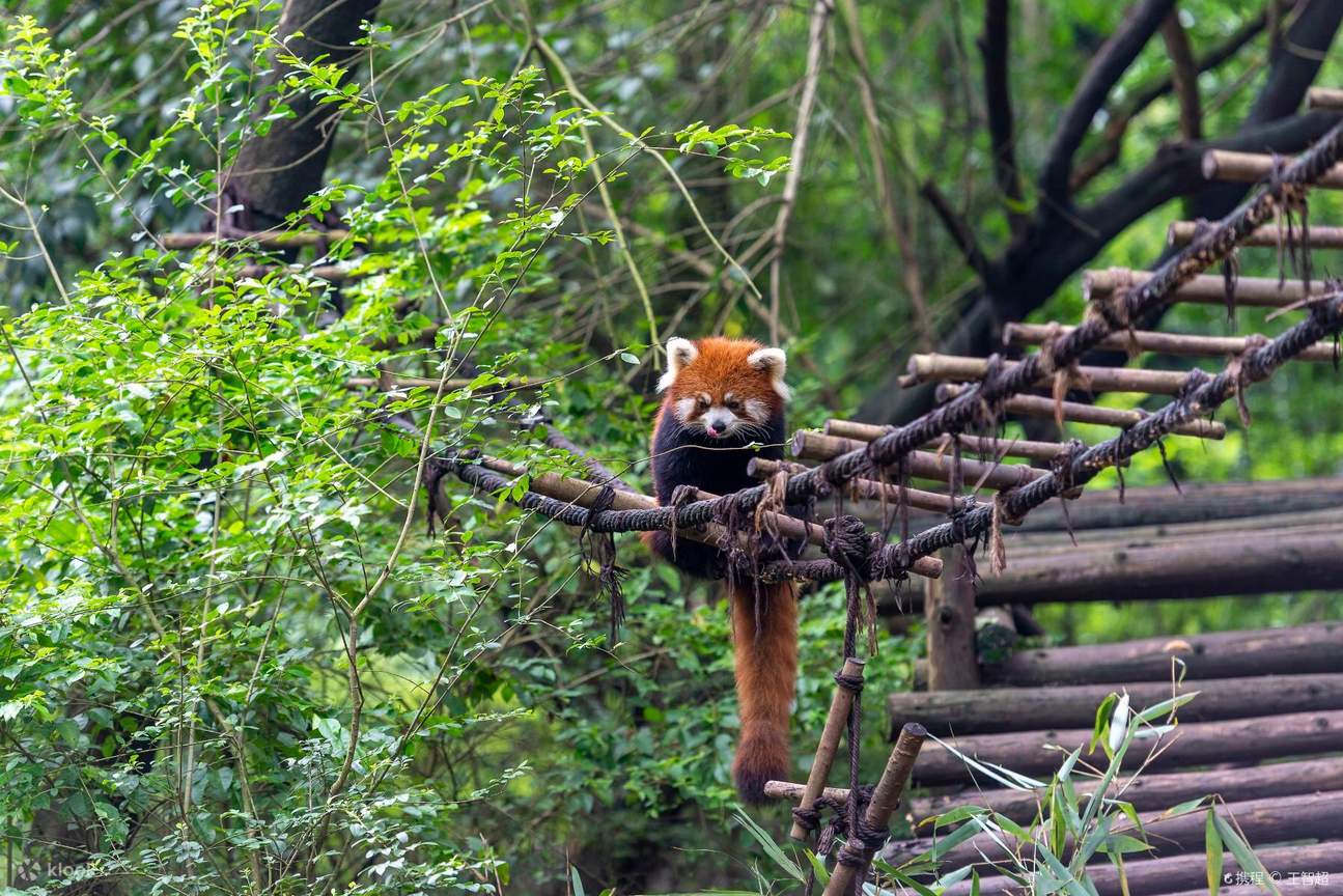 Chengdu Research Base of Giant Panda Breeding Half-Day Tour + Chinese ...