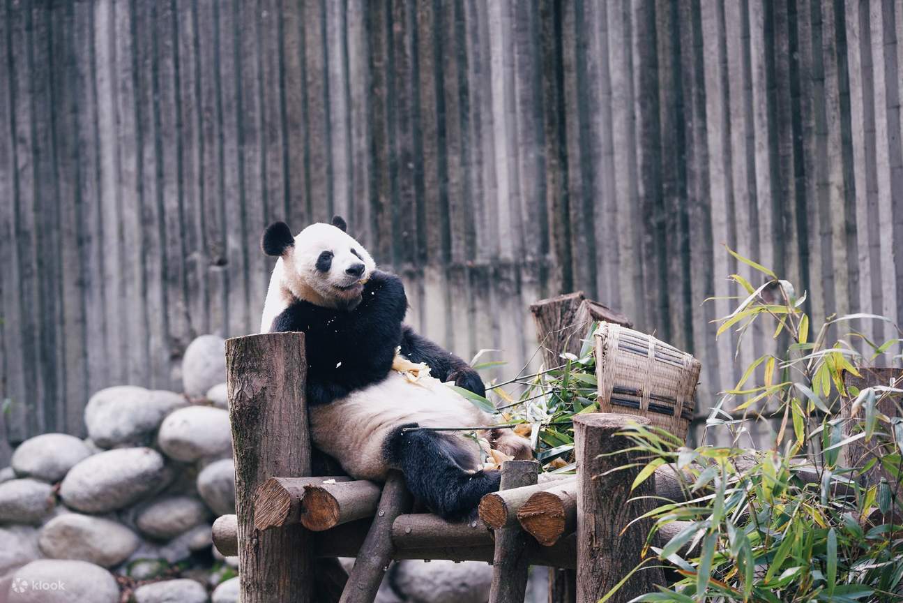 Lawatan Persendirian Sehari ke Pangkalan Panda Gergasi Chengdu + Pondok ...