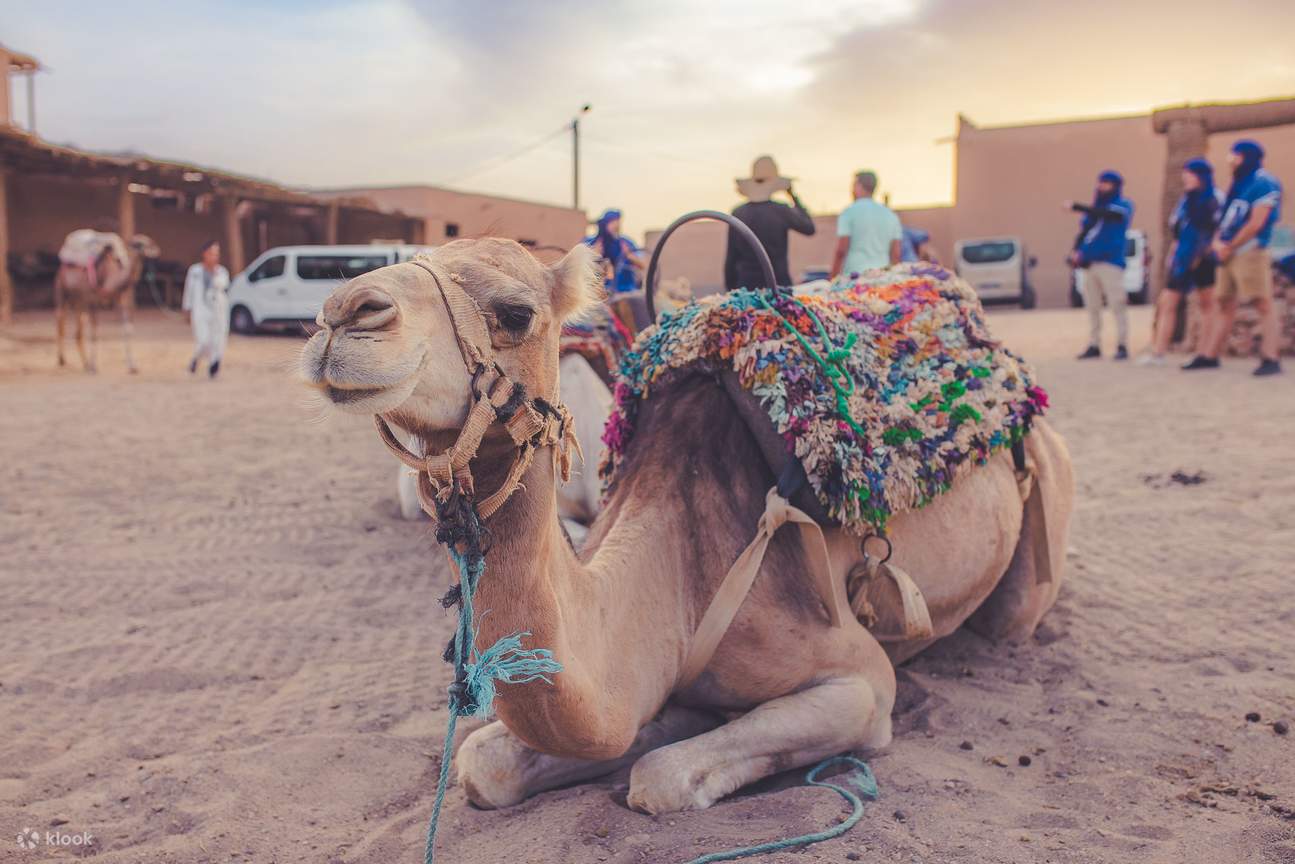 Experience a Magical Camel Ride and Dinner Show in Agafay Desert - Klook