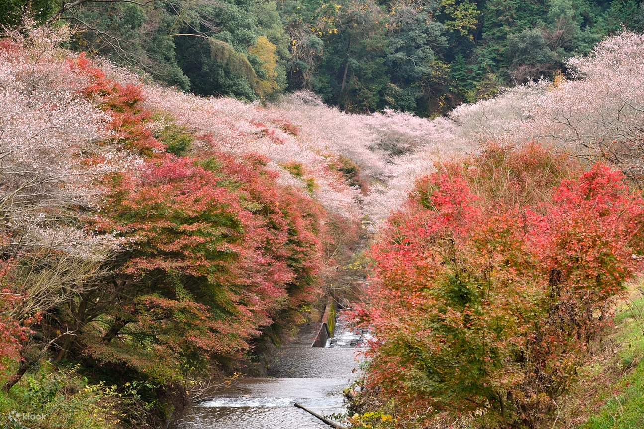 Autumn only: Korankei autumn leaves & Obara Shikizakura bus tour ...