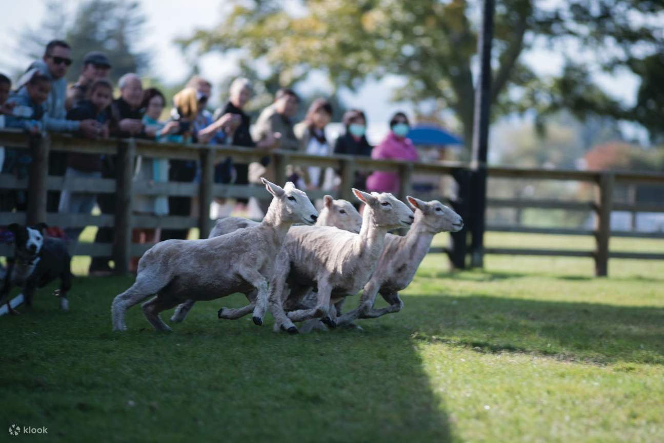 로토루아 아그로돔 농장 쇼 & 투어 티켓 - 클룩 KLOOK 한국