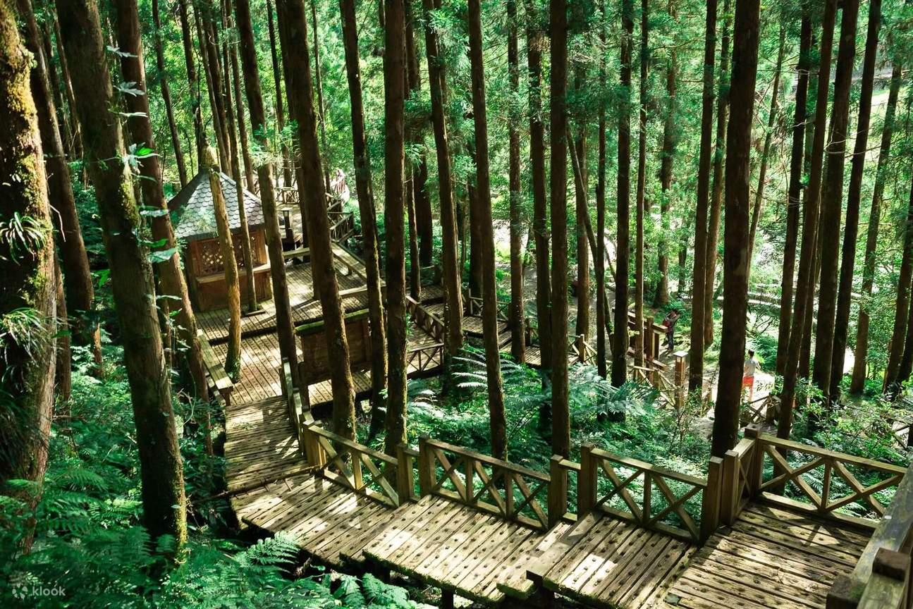 Yilan｜Mingchi Forest and Jiuliao River Ecological Day Tour｜Super ...