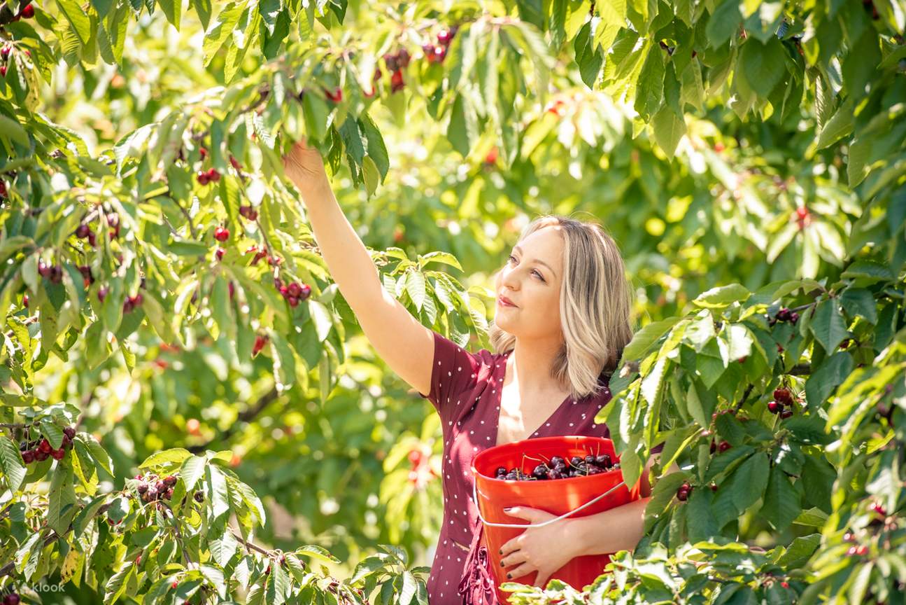 Cherry-Picking Wandin East - Klook Malaysia