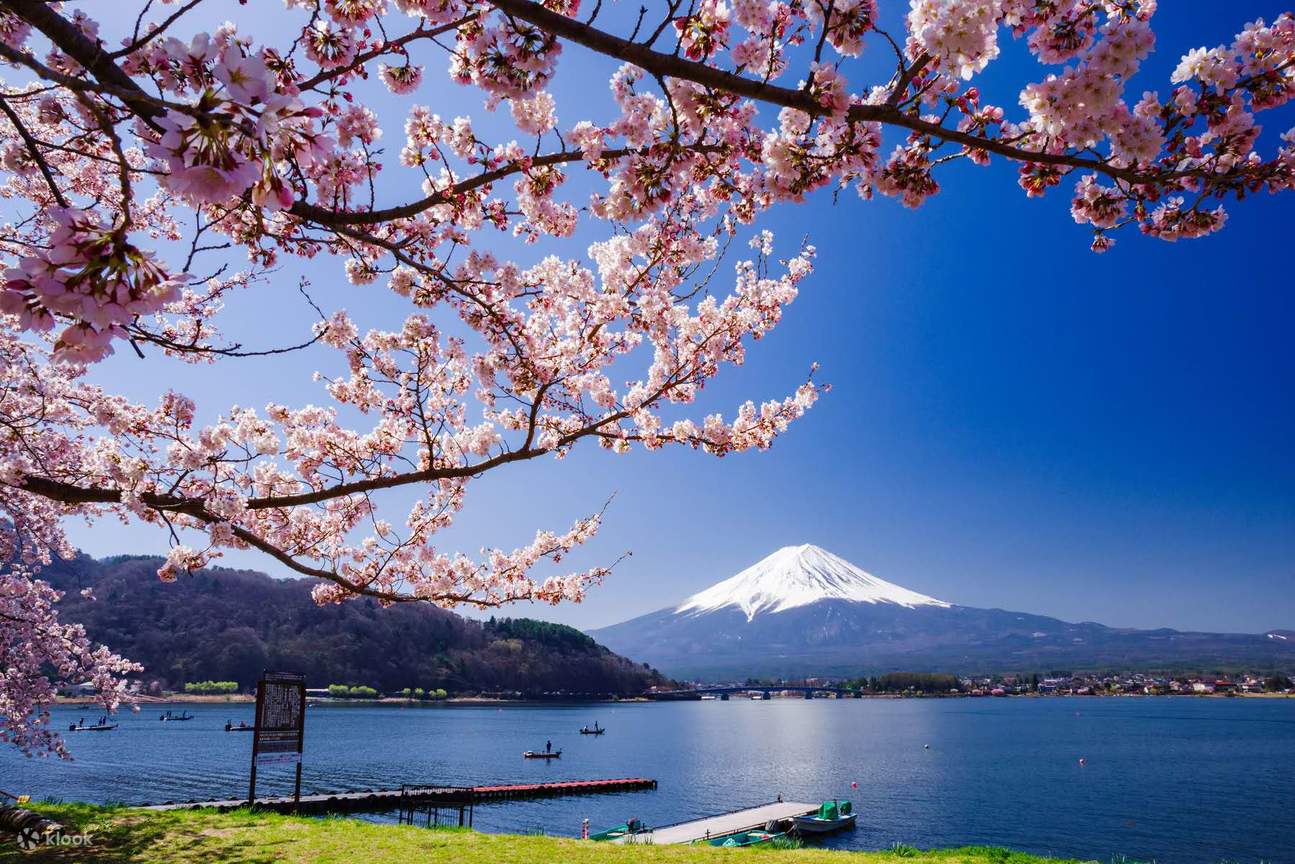 Tour di un giorno al Parco Arakurayama, raccolta di frutta di stagione ...