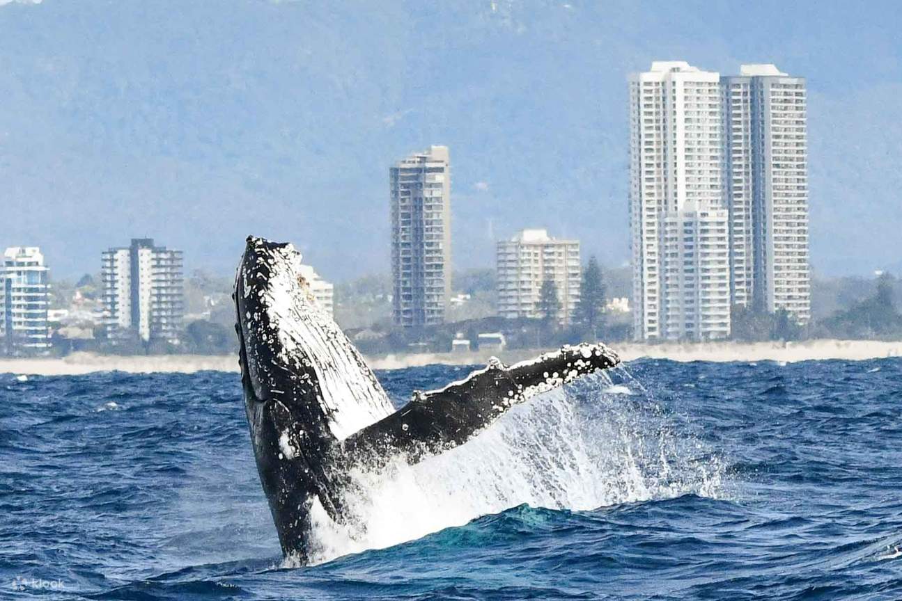 Pengamatan Paus Mewah di Gold Coast - Klook Indonesia