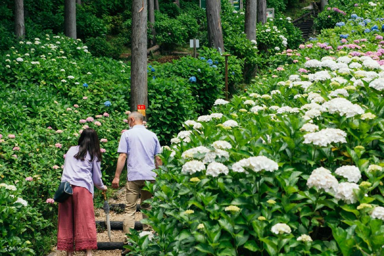 Mishima Sky Bridge Hydrangea Festival, Hakone Hydrangea Tram ...