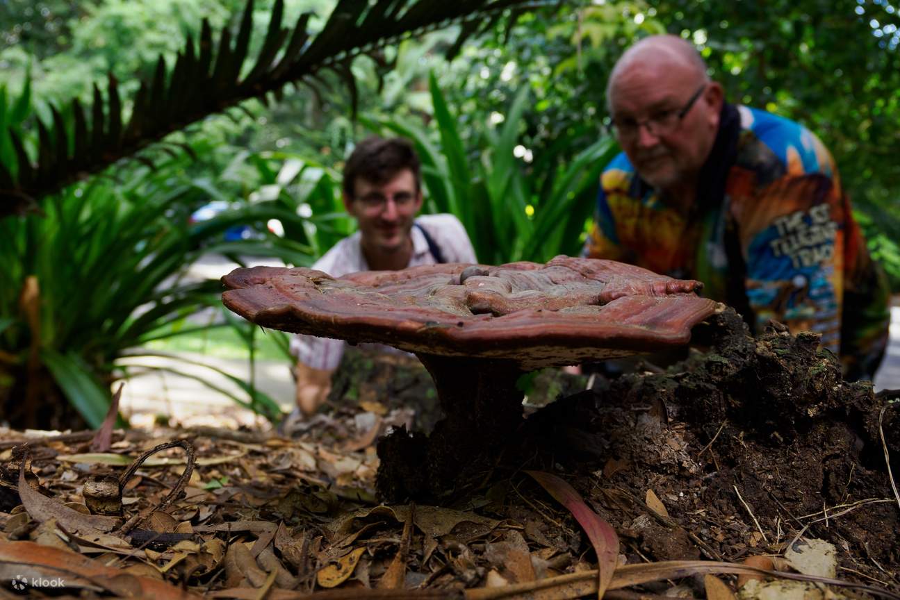 Tiket Lawatan Fotografi Cendawan Taman Botani Cairns - Klook Amerika ...