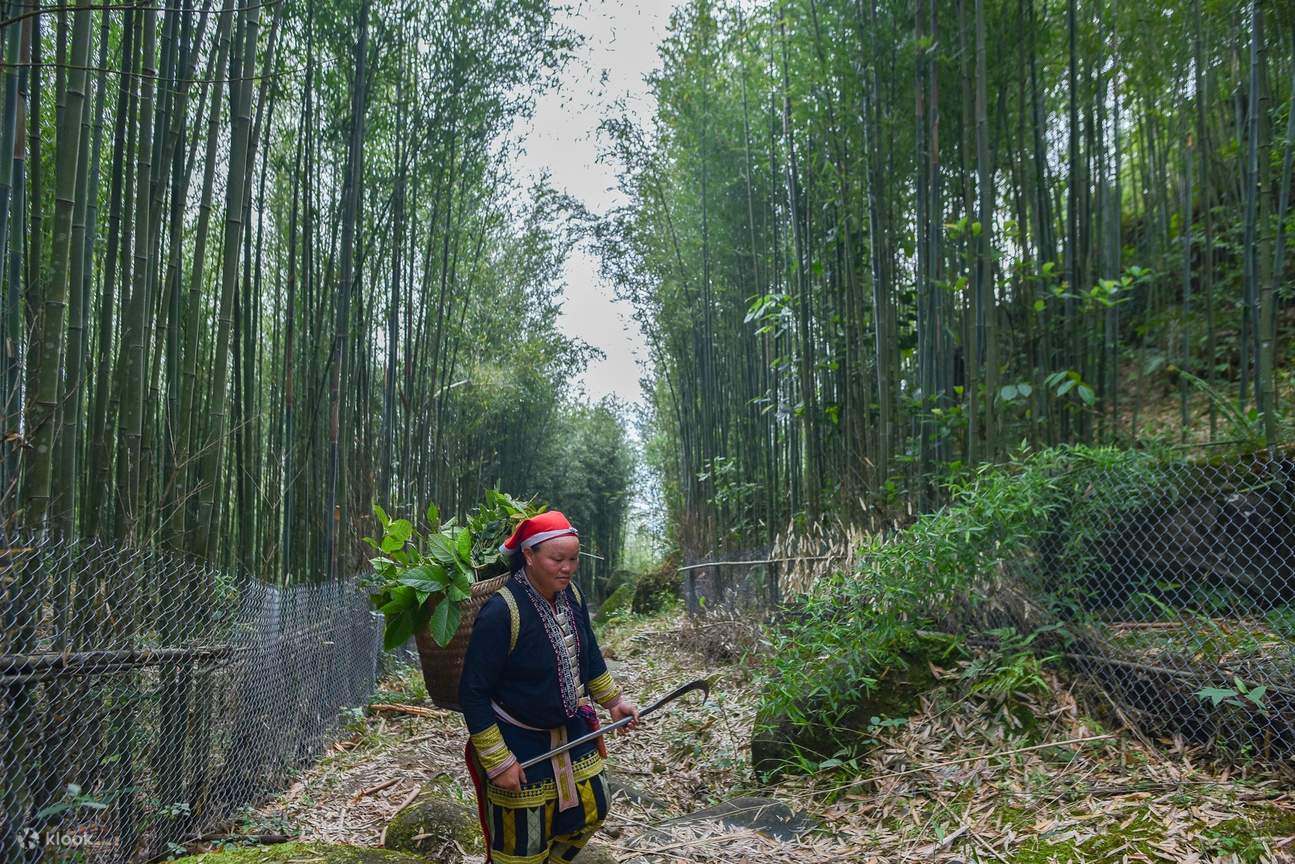 Tur Pemandian Kaki Herbal dan Pemetikan Daun Bersama Masyarakat Dao ...