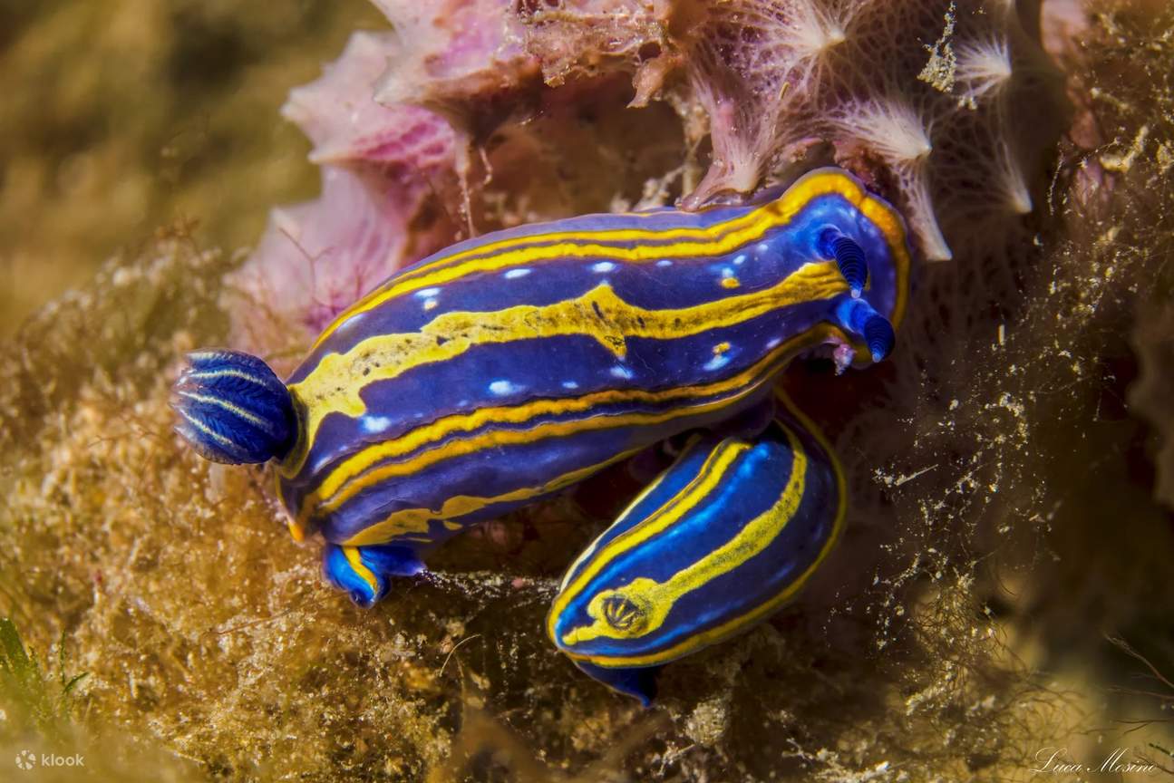 Temukan Scuba Diving di Sardinia dengan Resor Selam Bintang 5 PADI kami - Klook Indonesia