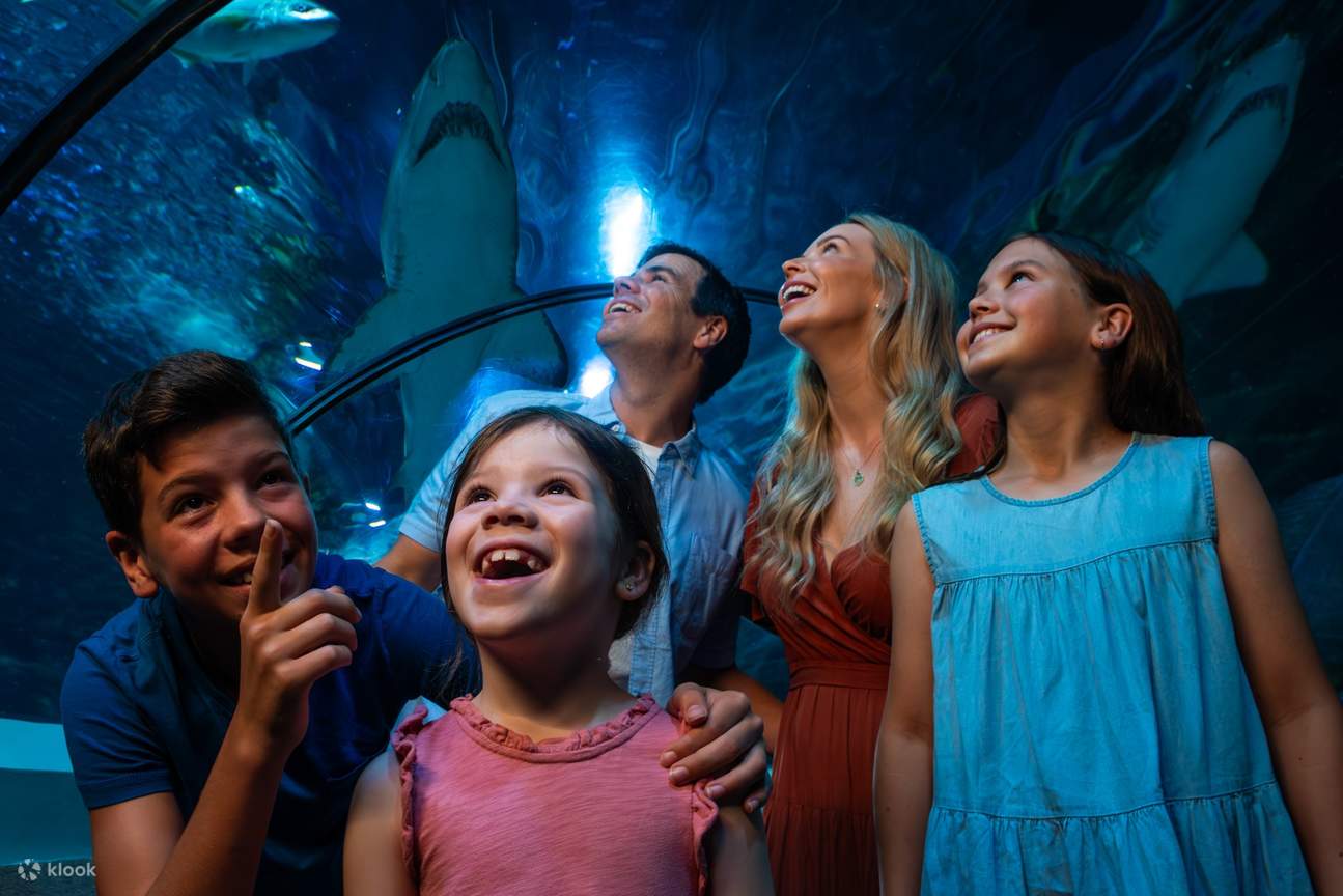 SEA LIFE Sunshine Coast Admission Ticket - Klook Singapore