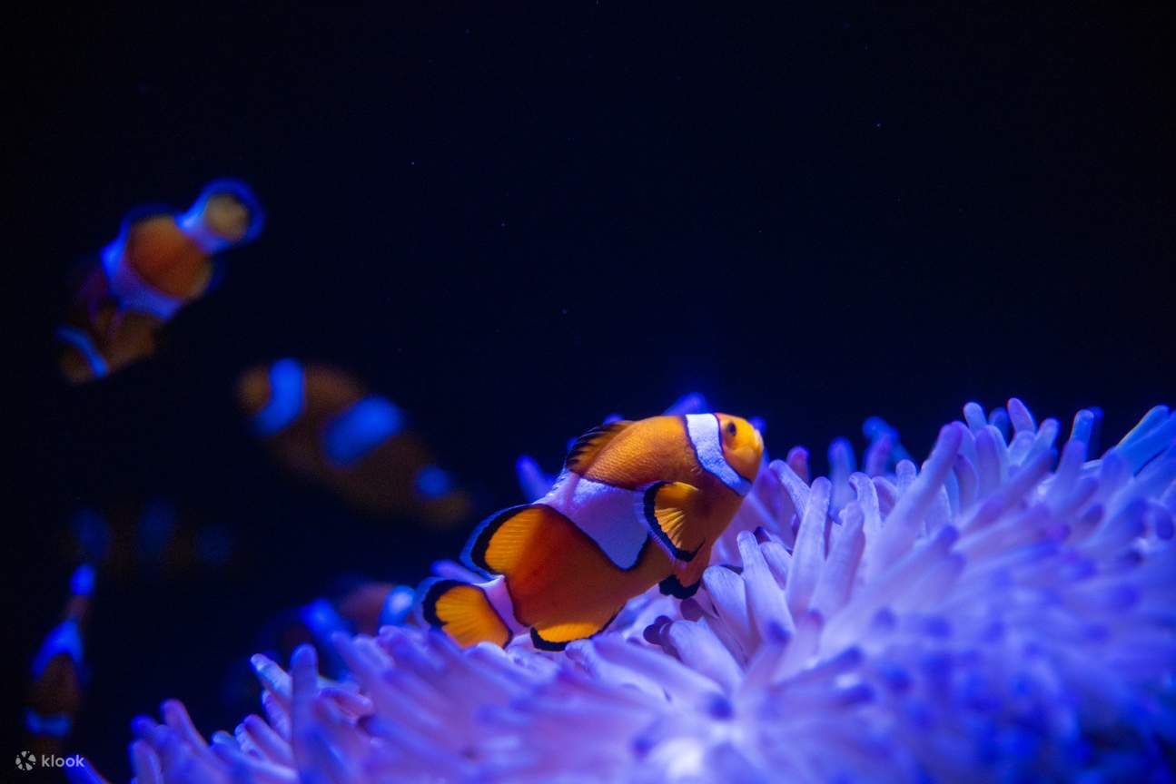 SEA LIFE Sunshine Coast Admission Ticket - Klook Singapore