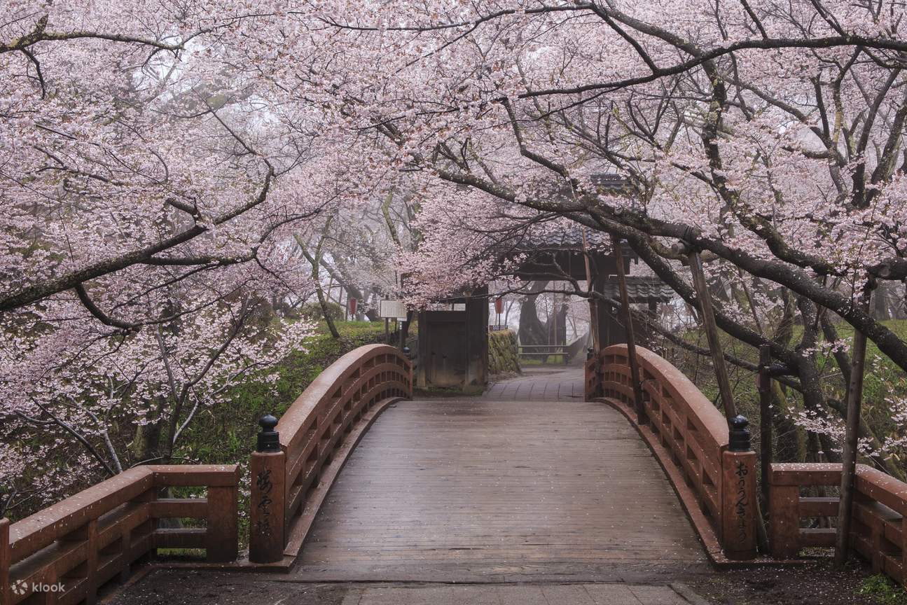 Melihat Bunga Sakura di Taman Kastil Takato & Tur Bus Shirakawa-go ...