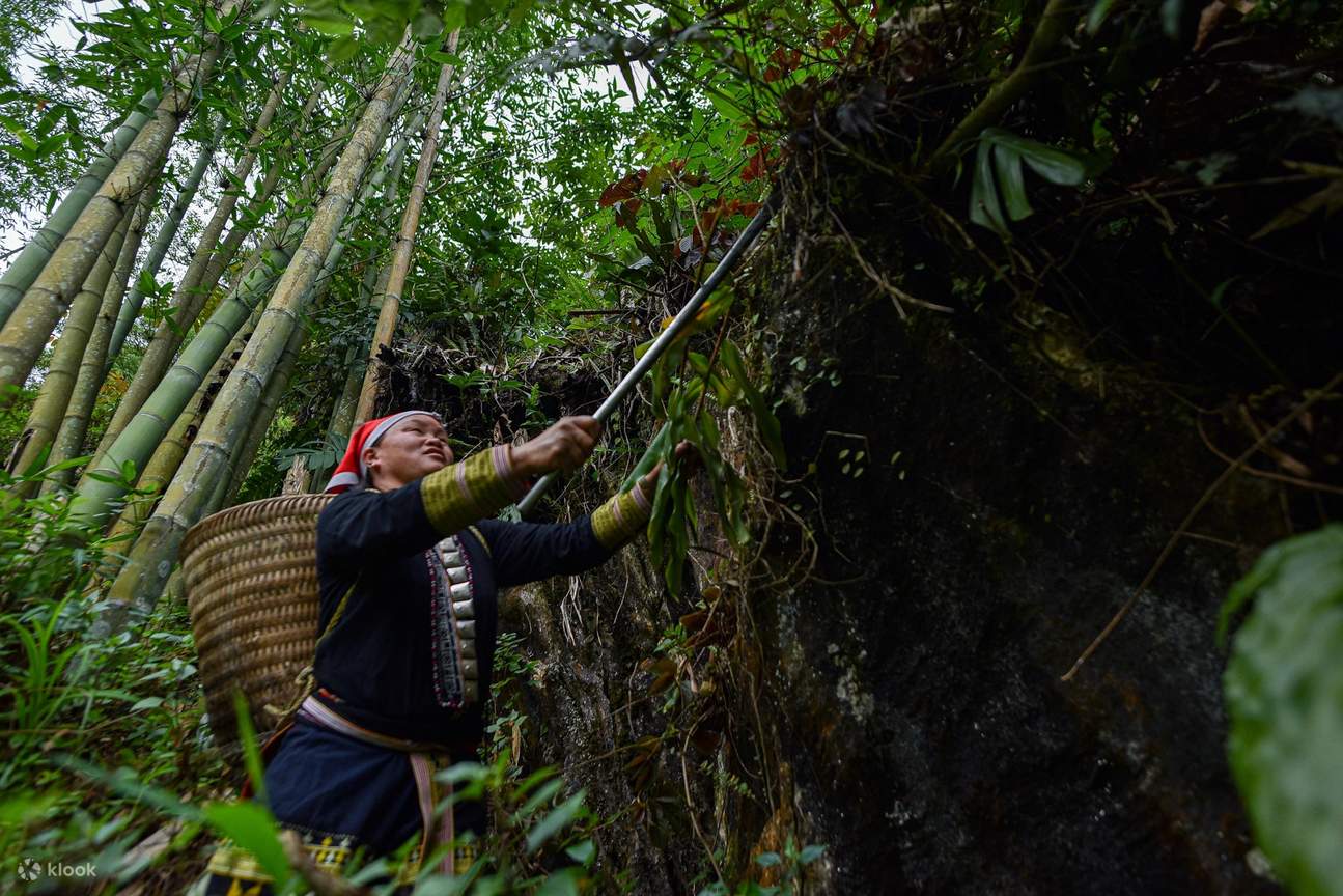 Herbal Foot Bath and Leaf-picking Tour with the Red Dao People from ...