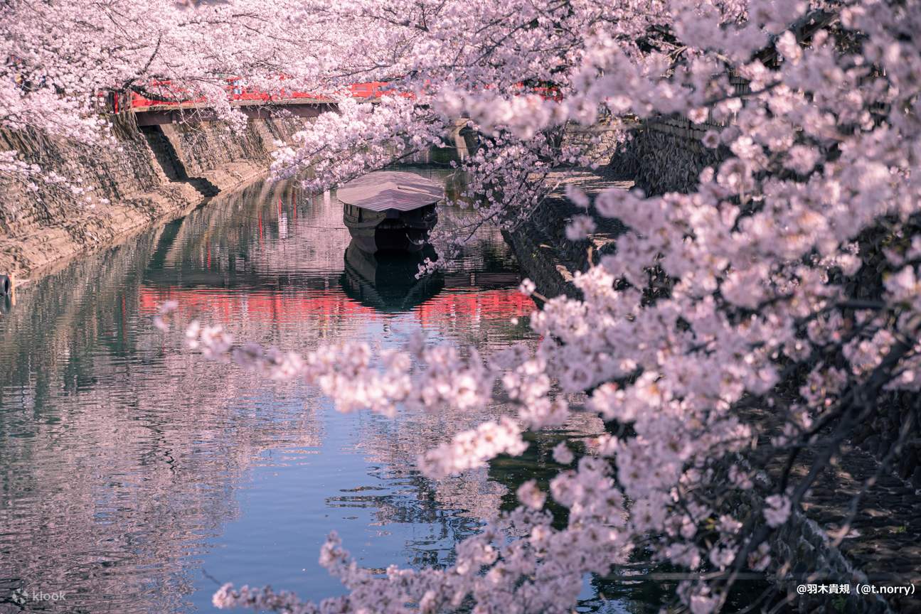 Tour di 1 giorno in bus da Osaka: Sakura Magic e Nabana no Sato - Klook ...