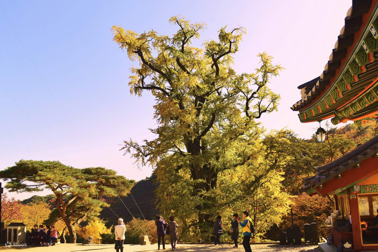 Mt. Seorak & The Tallest Ginko Tree at Yongmunsa - Klook India