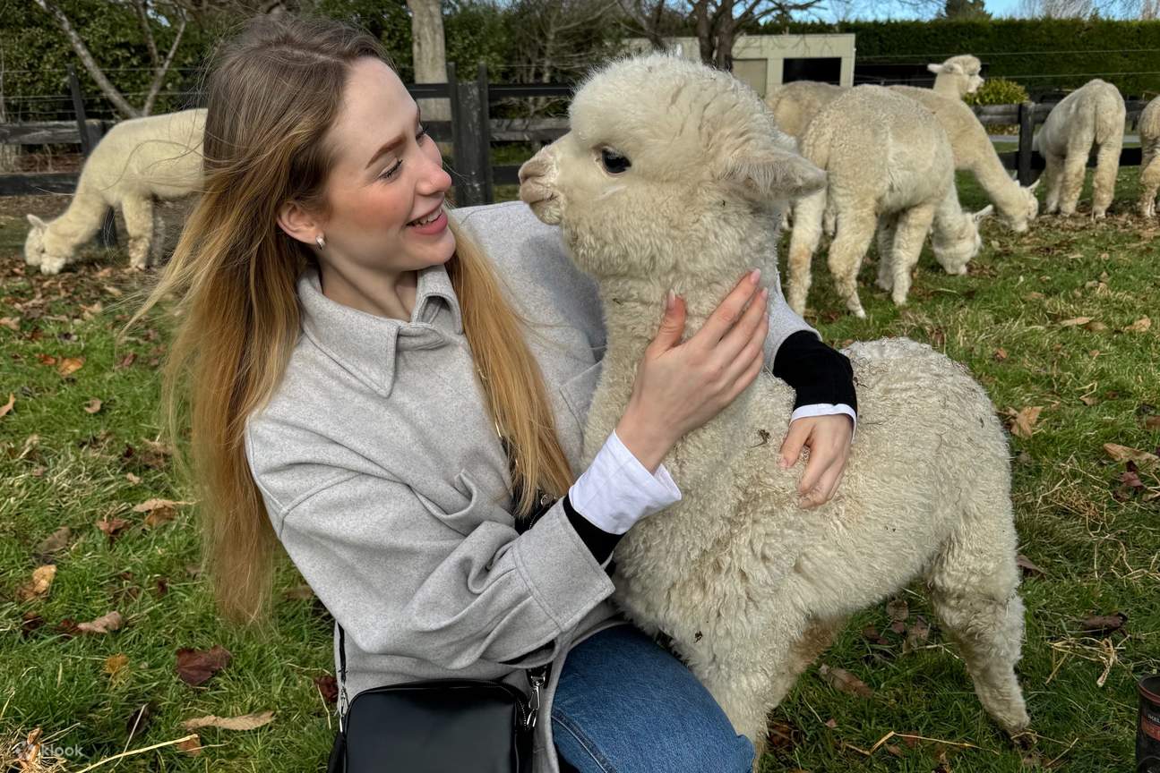 Tour a la Granja de Alpacas - Silverstream Alpaca - Kaiapoi - Klook ...