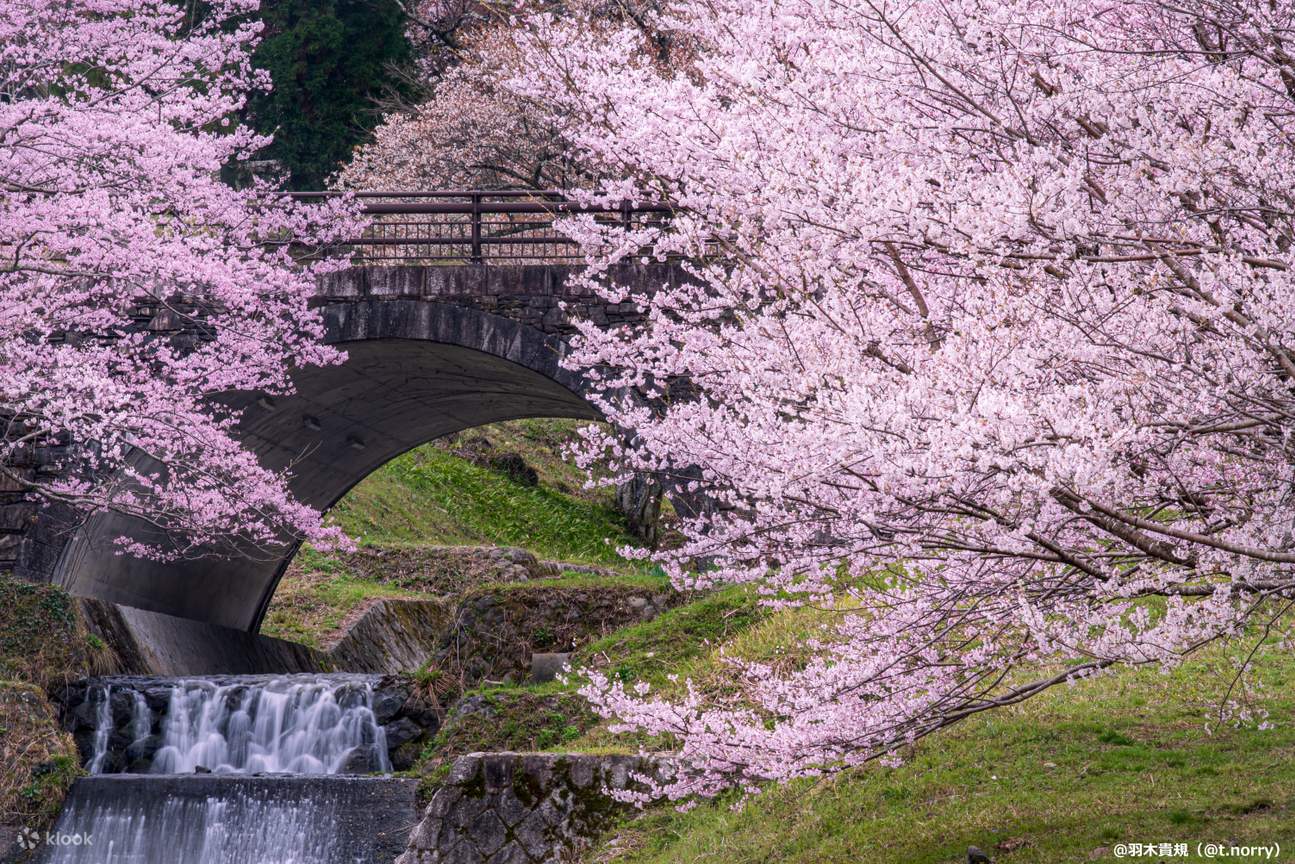 Tour di 1 giorno in bus da Osaka: Sakura Magic e Nabana no Sato - Klook ...